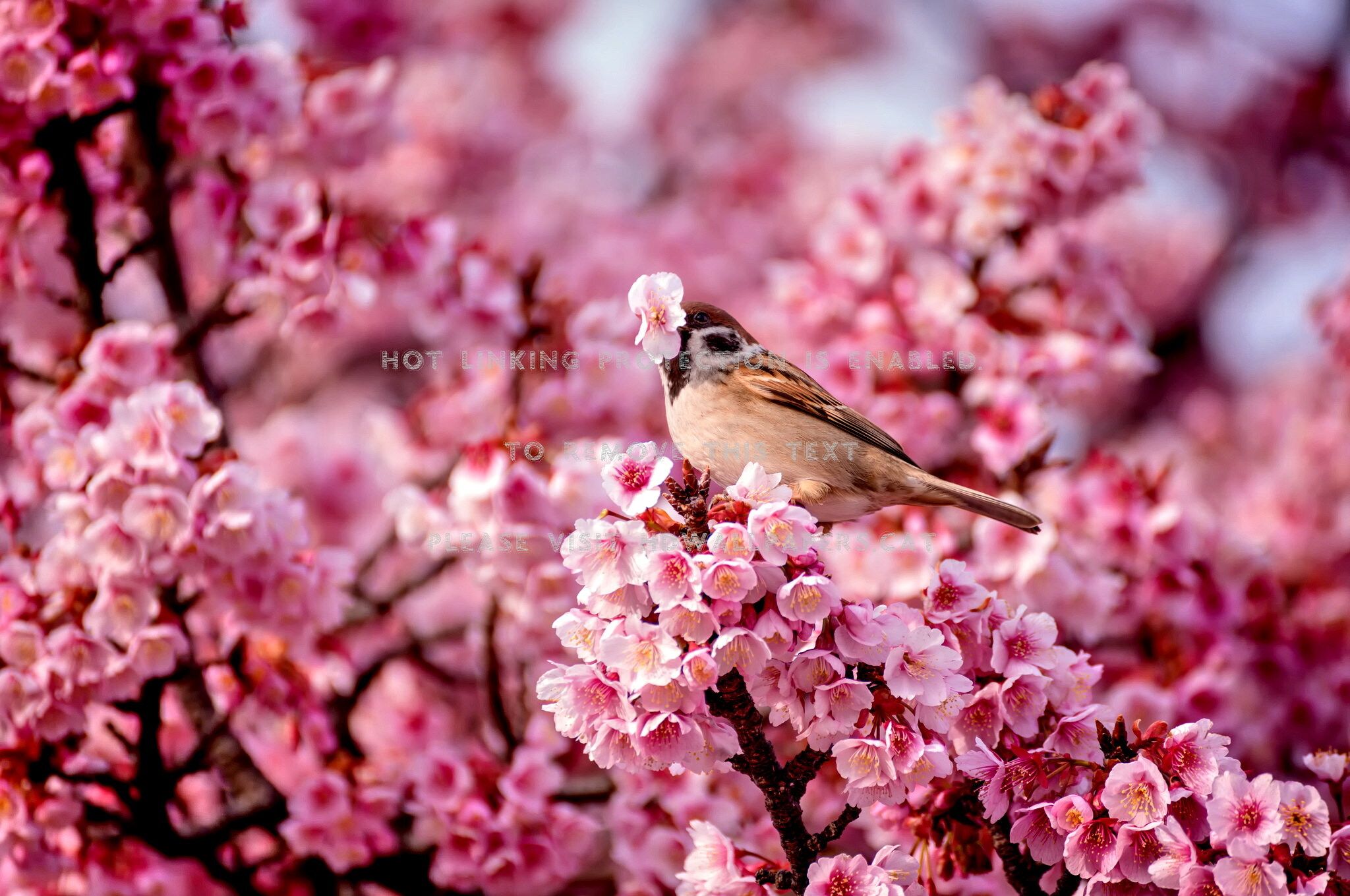 Sparrow Birds Spring Wallpapers - Wallpaper Cave