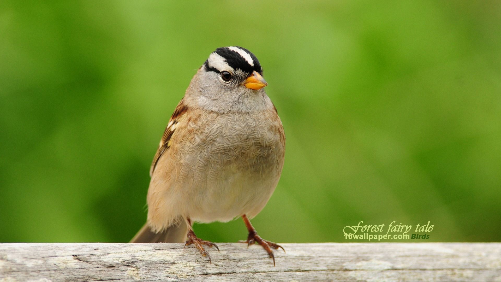 Sparrow Birds Spring Wallpapers - Wallpaper Cave