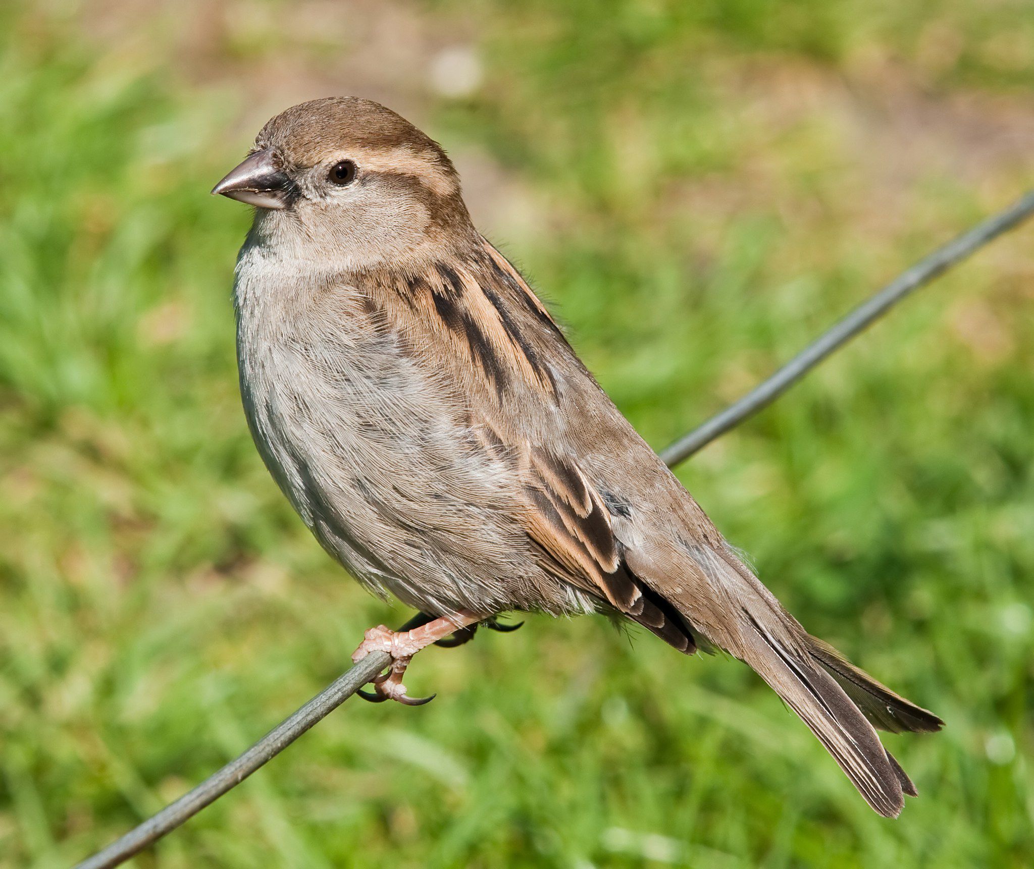 Sparrow Birds Spring Wallpapers - Wallpaper Cave