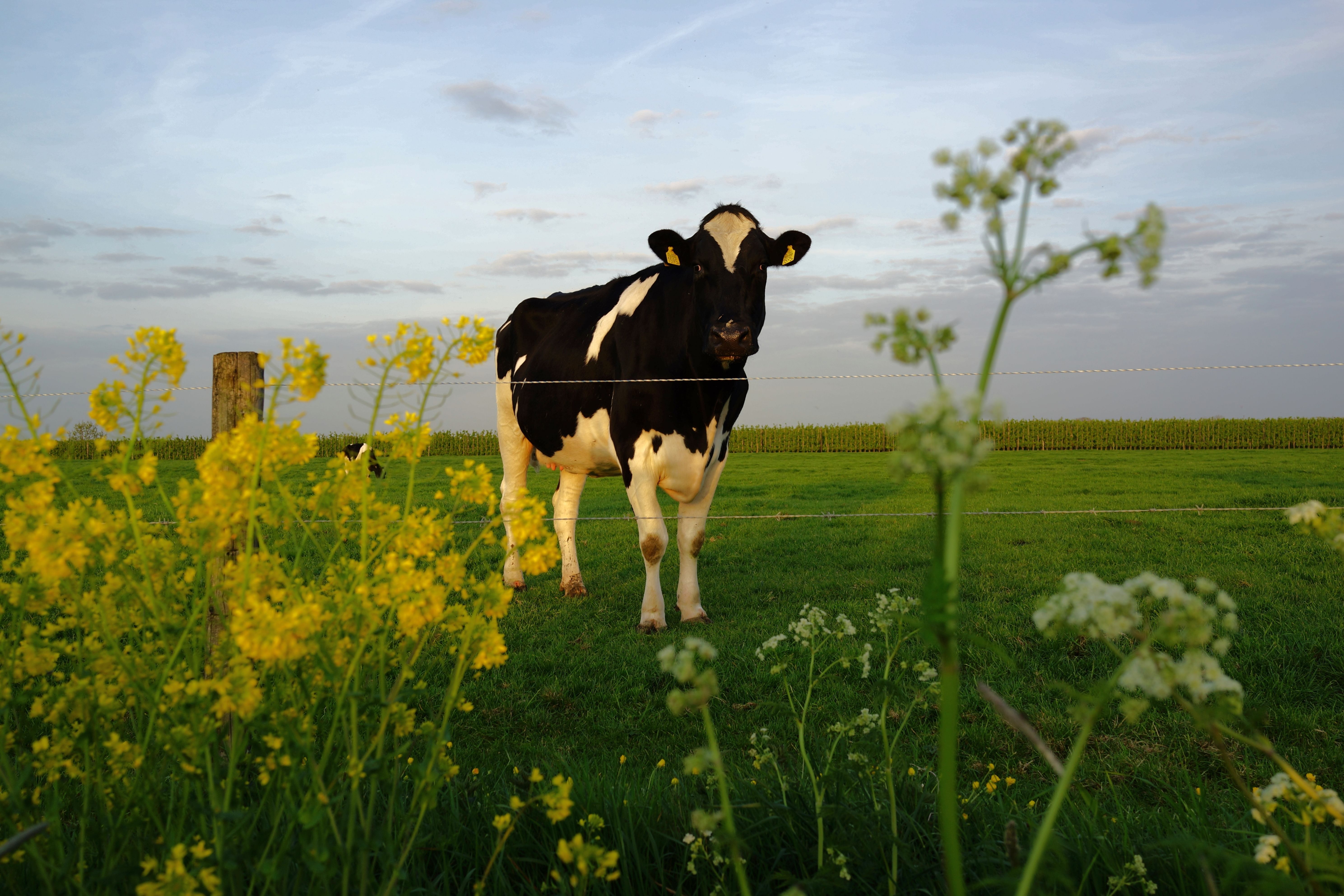 Spring Cow Wallpapers - Wallpaper Cave