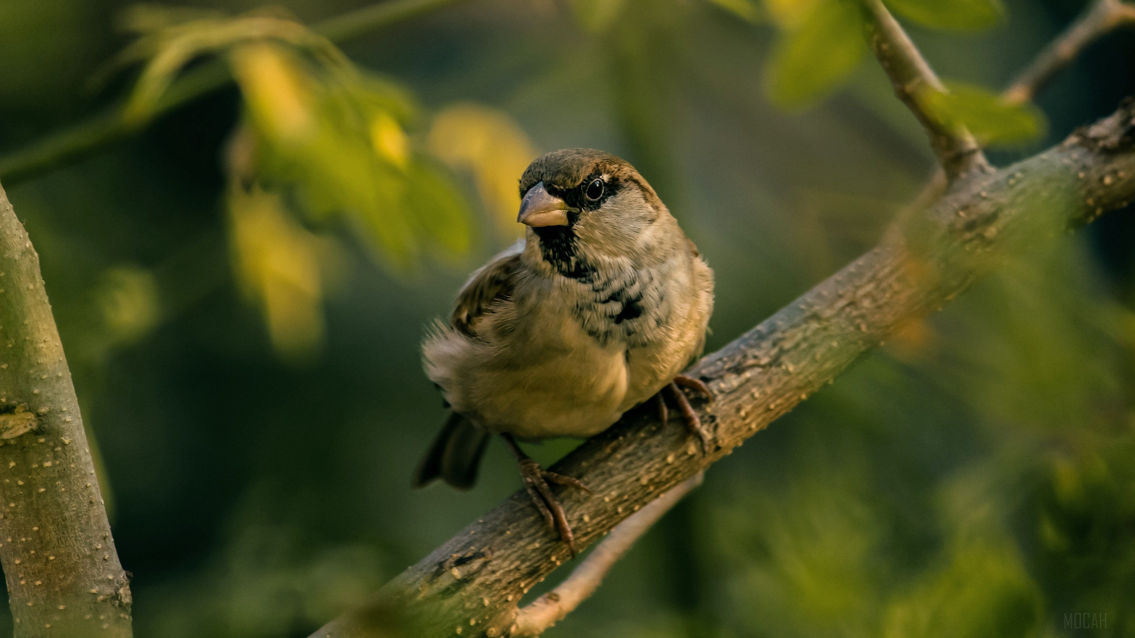 Sparrow Birds Spring Wallpapers - Wallpaper Cave