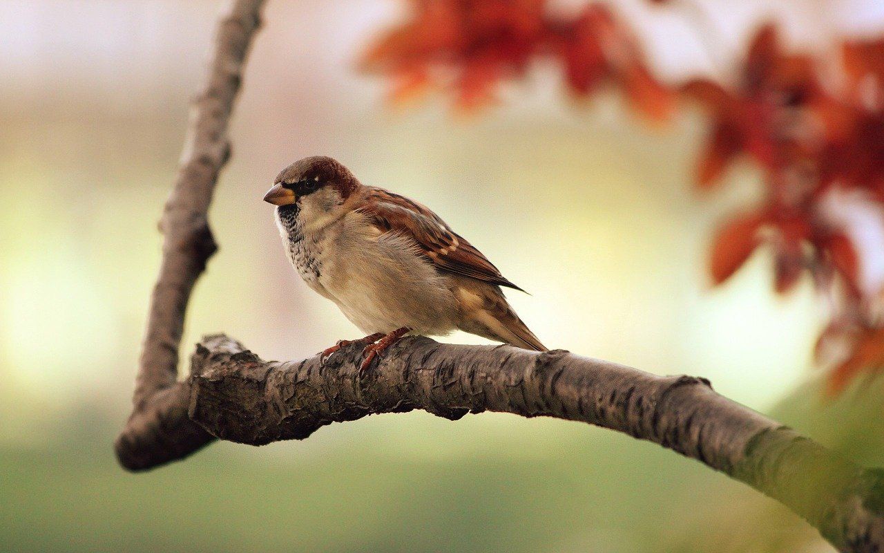 Sparrow Birds Spring Wallpapers - Wallpaper Cave
