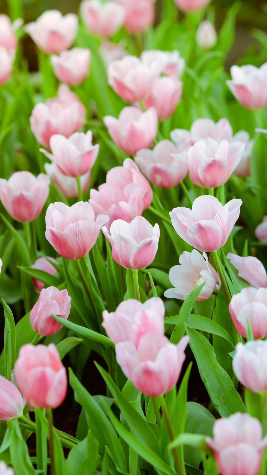 Easter Flowers Wallpapers - Wallpaper Cave