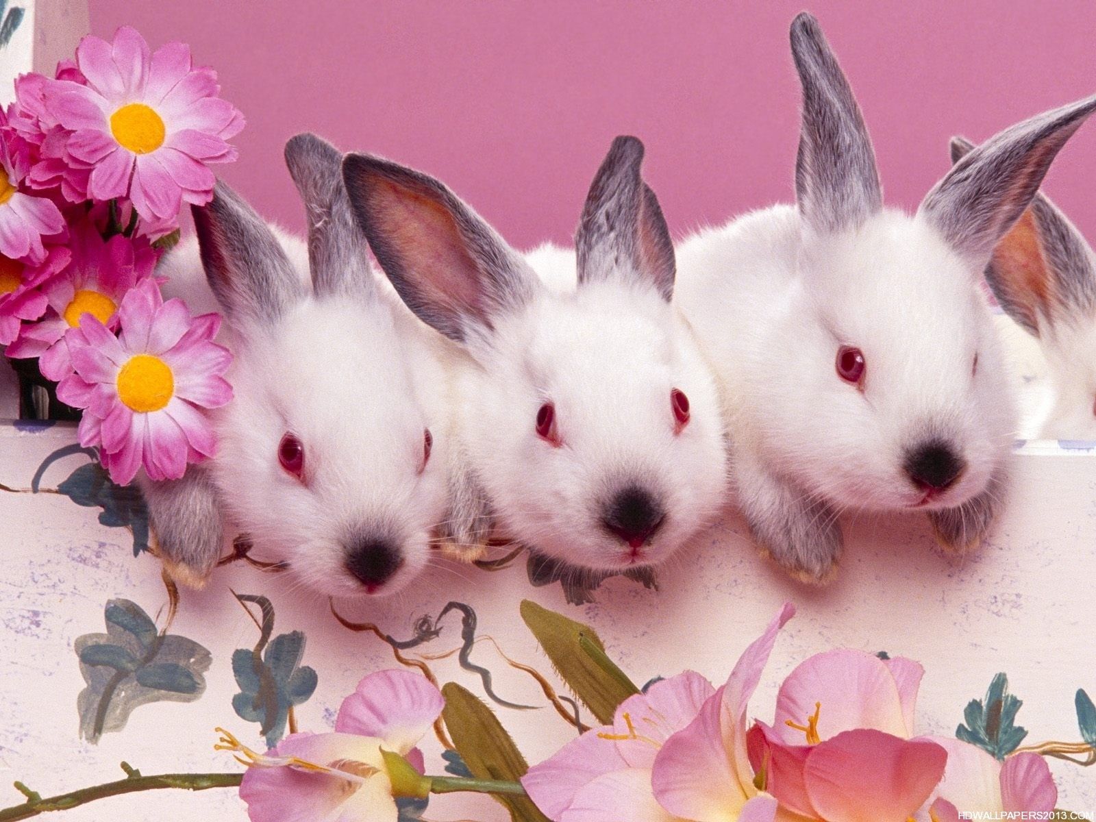 Easter Bunny Aesthetic Wallpapers - Wallpaper Cave