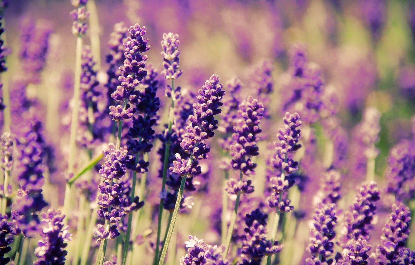 Lavender Spring Wallpapers - Wallpaper Cave