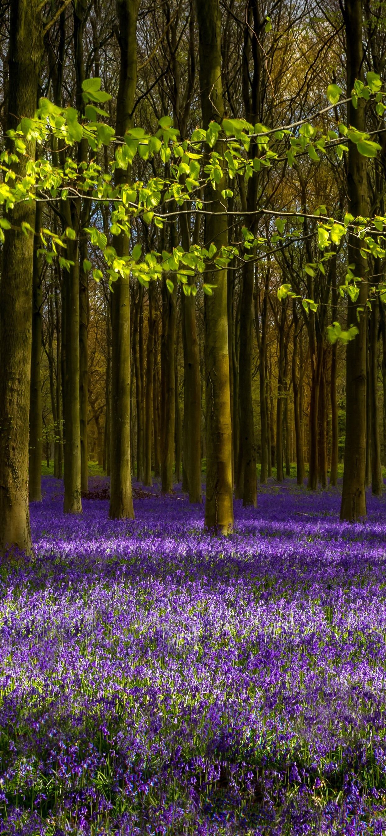 Lavender Spring Wallpapers - Wallpaper Cave