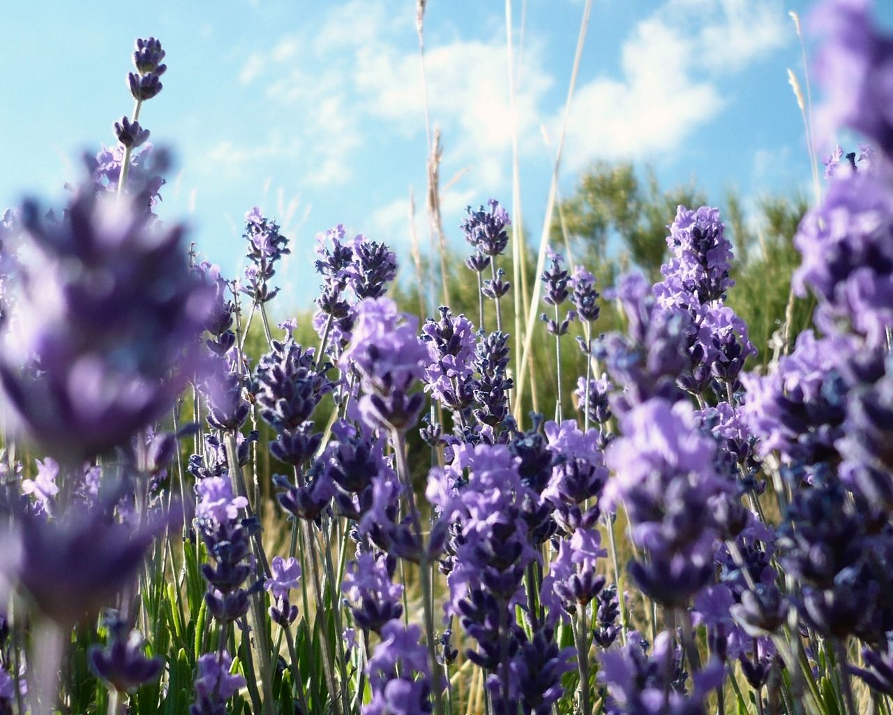 Lavender Spring Wallpapers - Wallpaper Cave