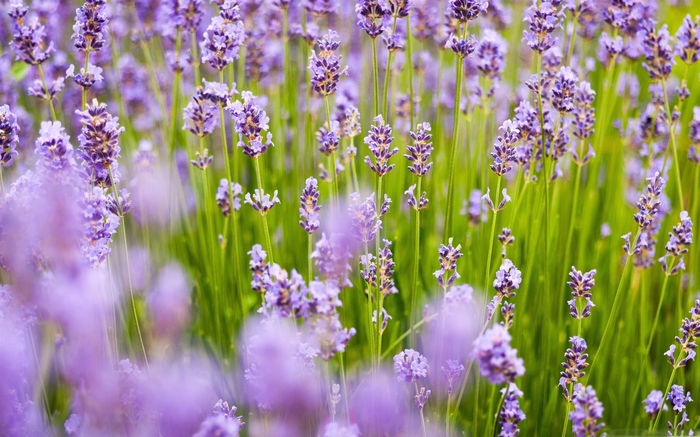 Lavender Spring Wallpapers - Wallpaper Cave