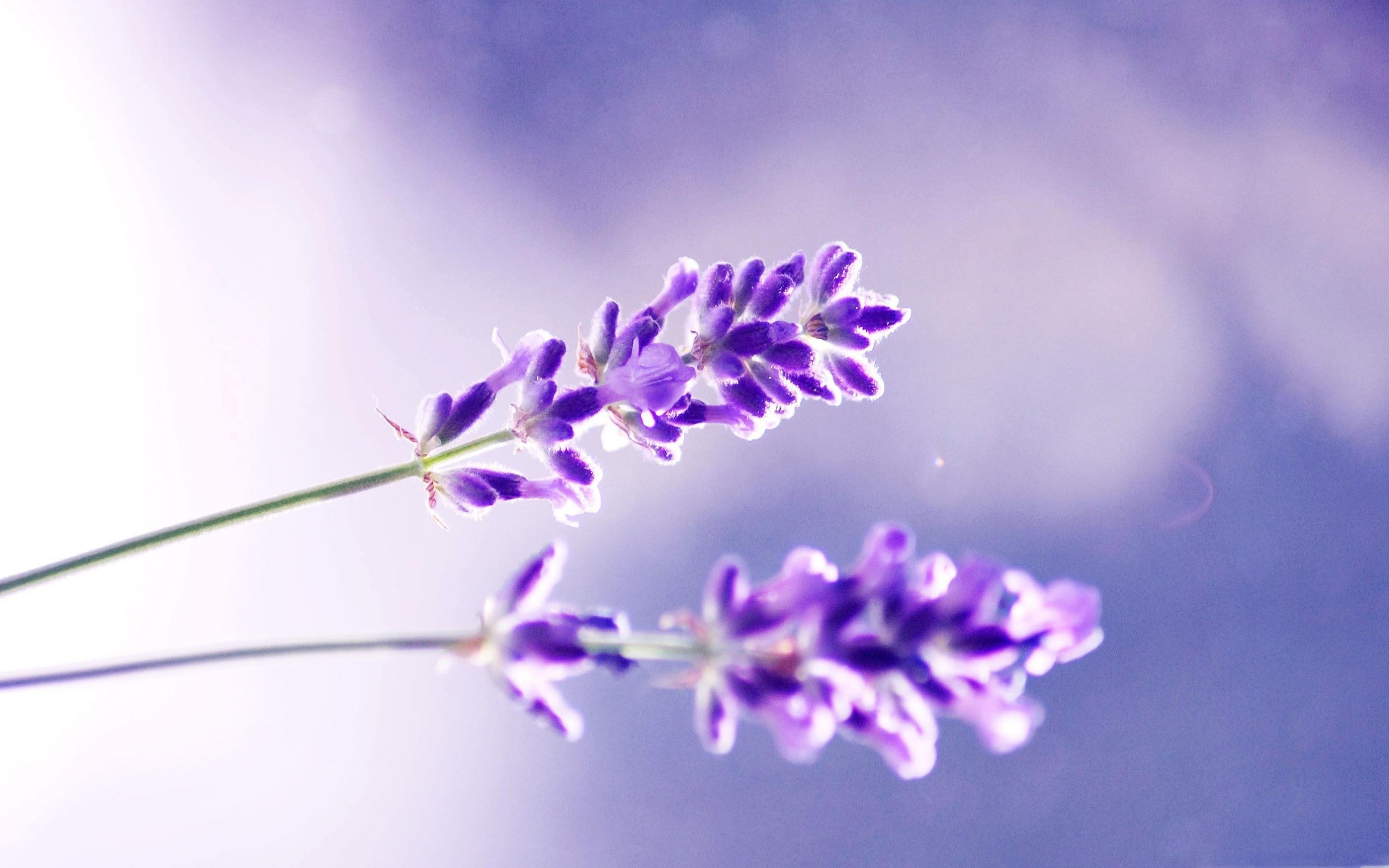 Lavender Spring Wallpapers - Wallpaper Cave