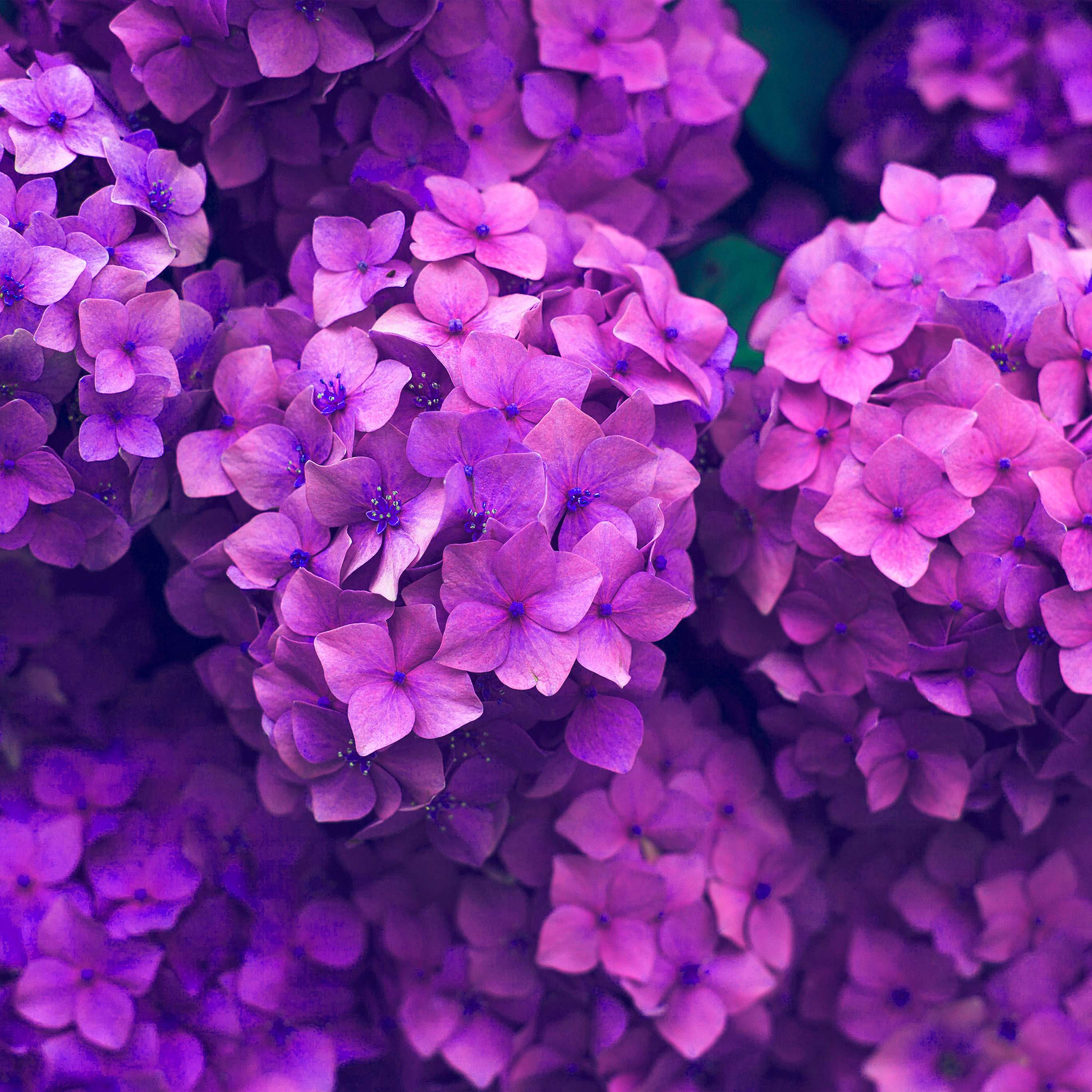 Lavender Spring Wallpapers - Wallpaper Cave