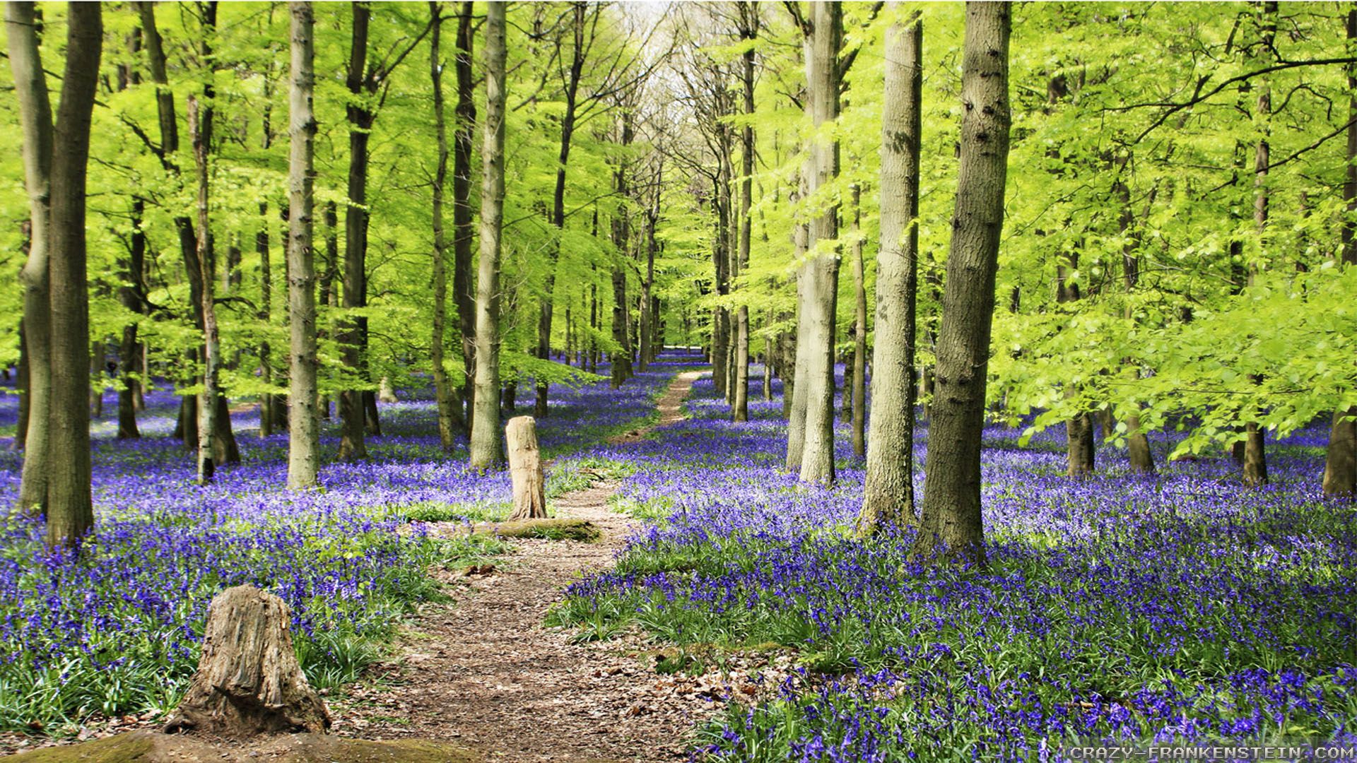 Magical Spring Wallpapers - Wallpaper Cave