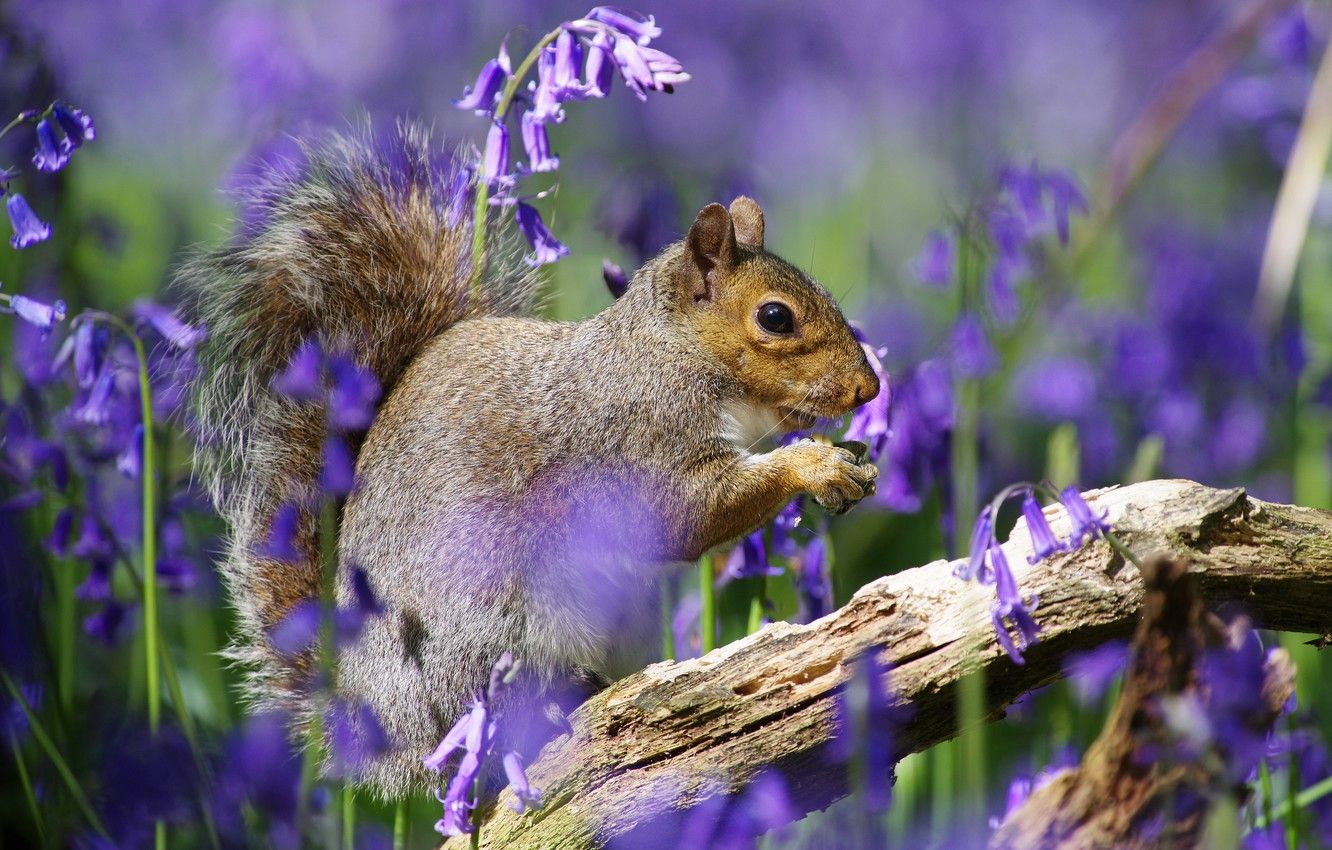 Spring Squirrels Wallpapers - Wallpaper Cave