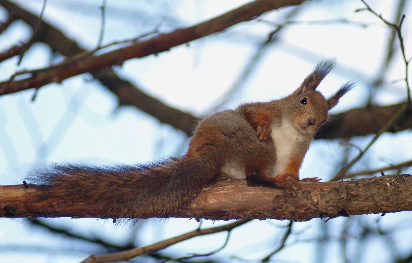 Spring Squirrels Wallpapers - Wallpaper Cave