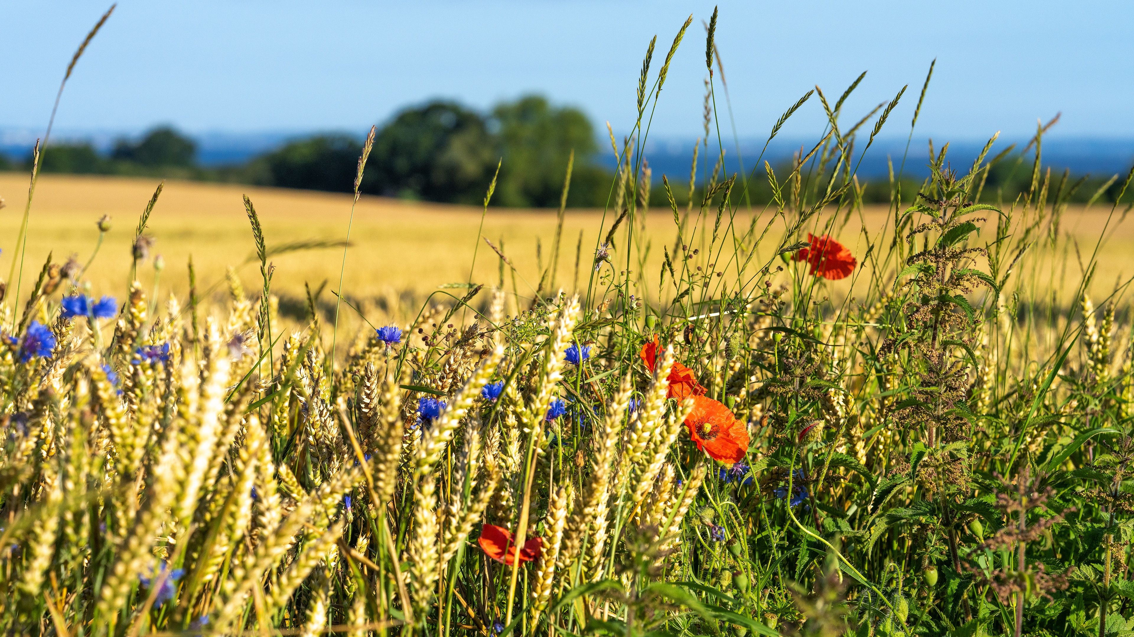 Summer Wheat Wallpapers - Wallpaper Cave