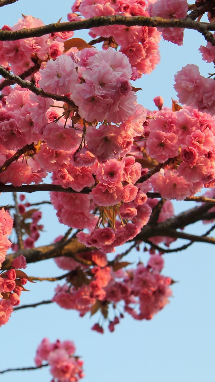 Spring Galaxy Wallpapers - Wallpaper Cave