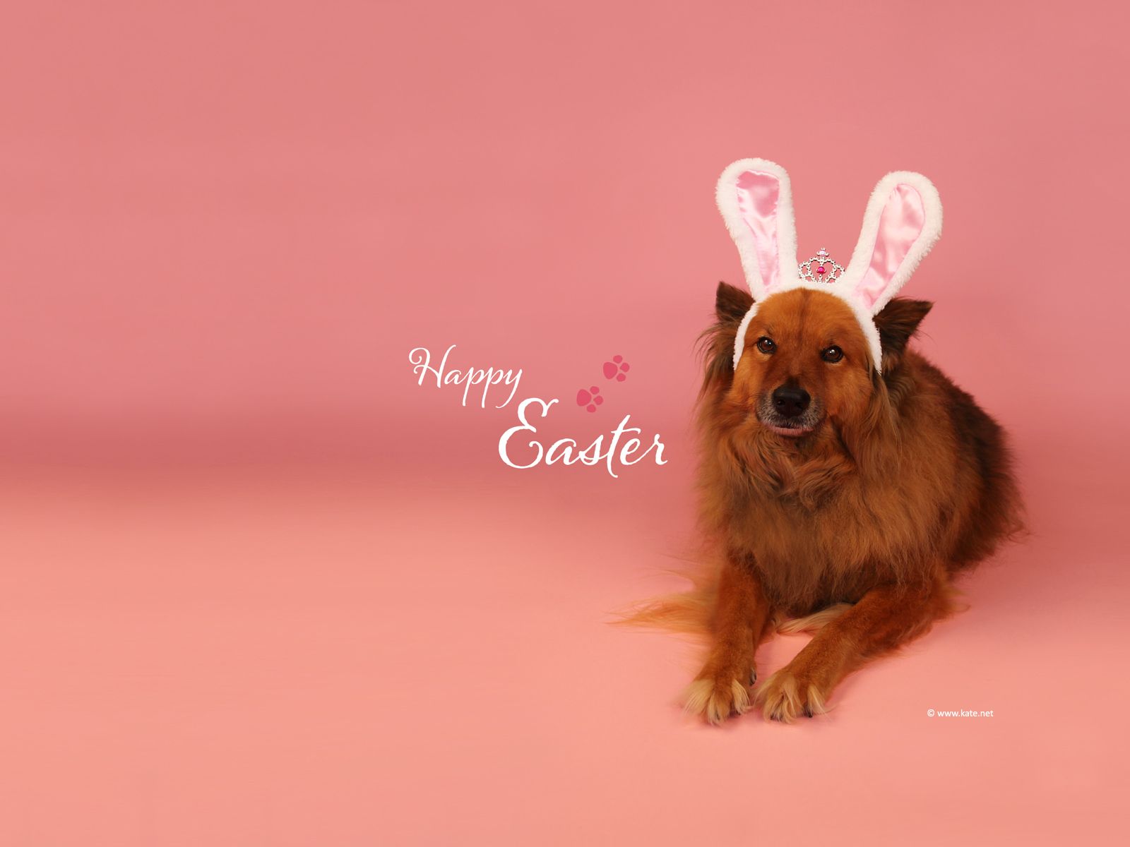 Dogs And Easter Wallpapers - Wallpaper Cave