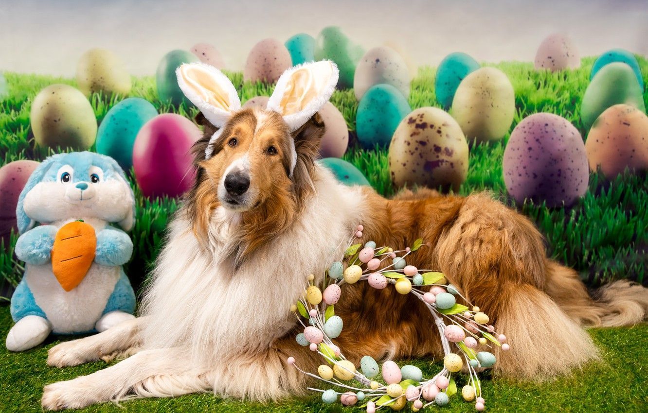 Dogs And Easter Wallpapers - Wallpaper Cave