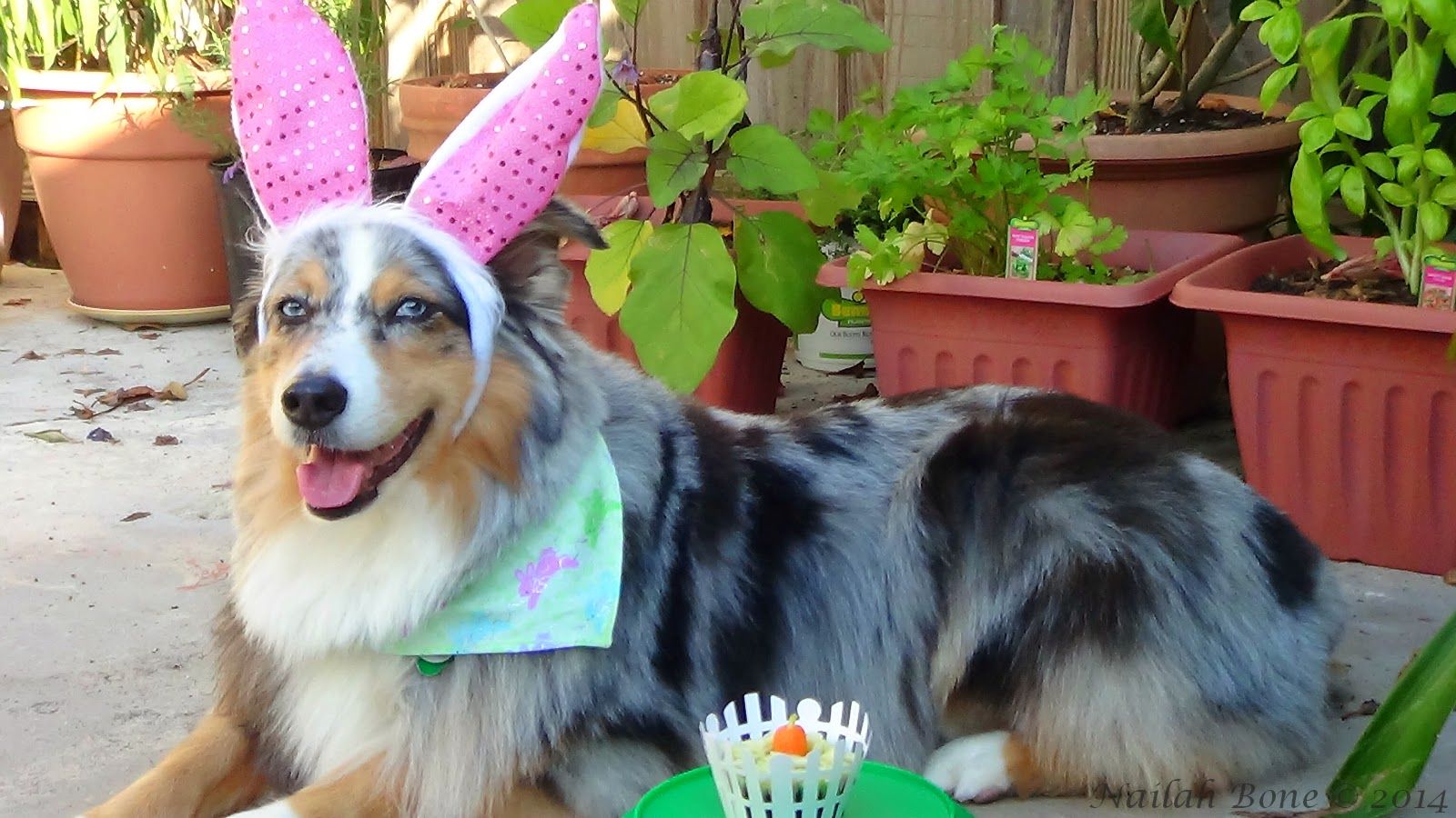 Dogs And Easter Wallpapers - Wallpaper Cave