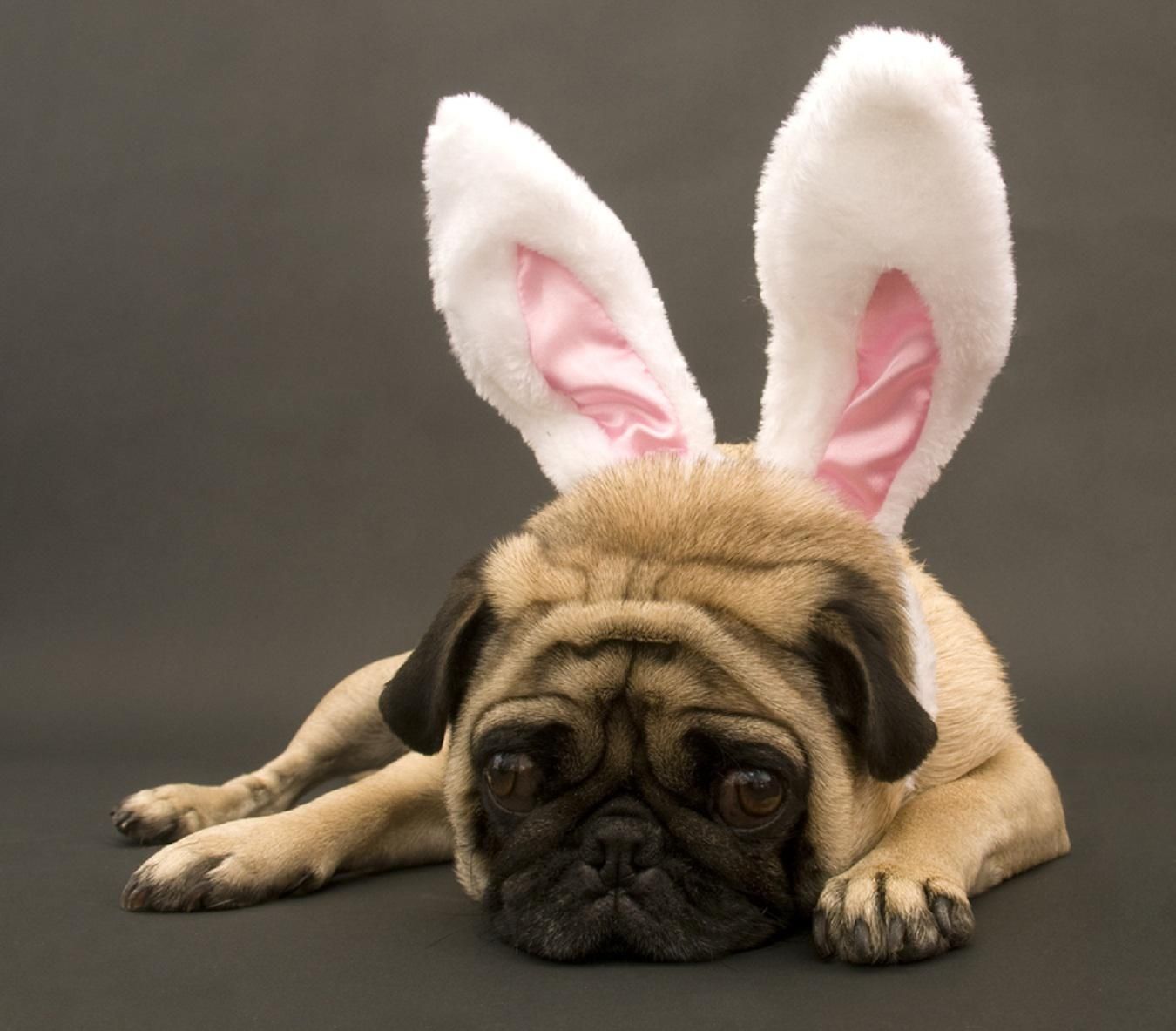 Easter Cute Dog Wallpapers - Wallpaper Cave