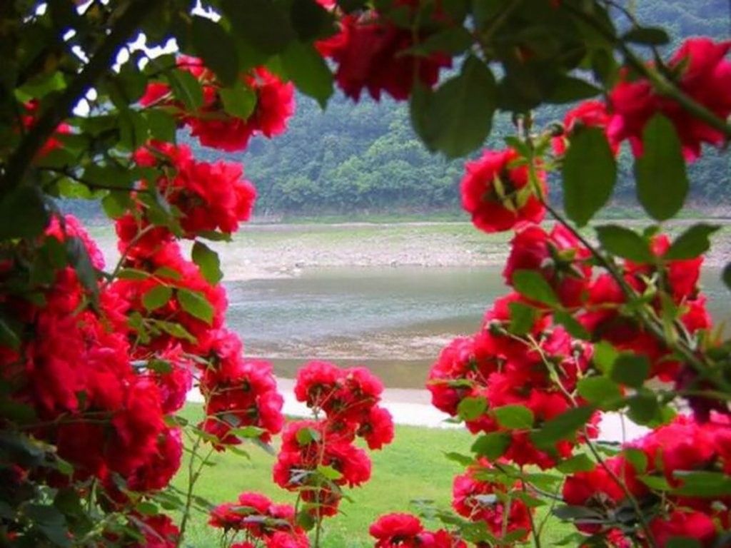 Rose Garden Desktop Wallpapers - Wallpaper Cave