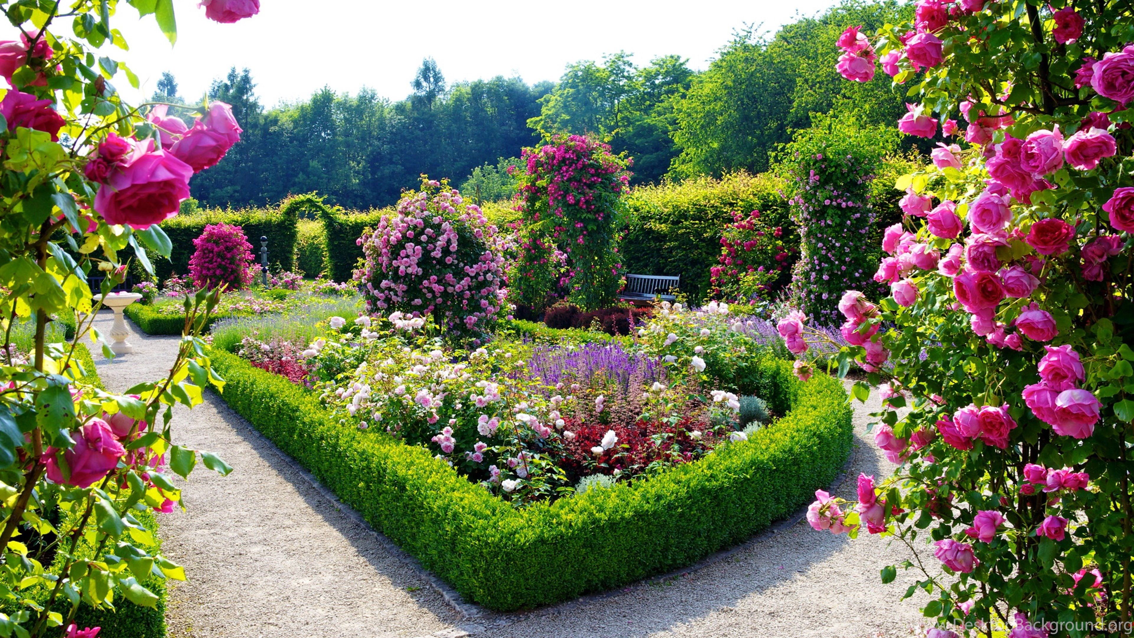 Rose Garden Desktop Wallpapers - Wallpaper Cave
