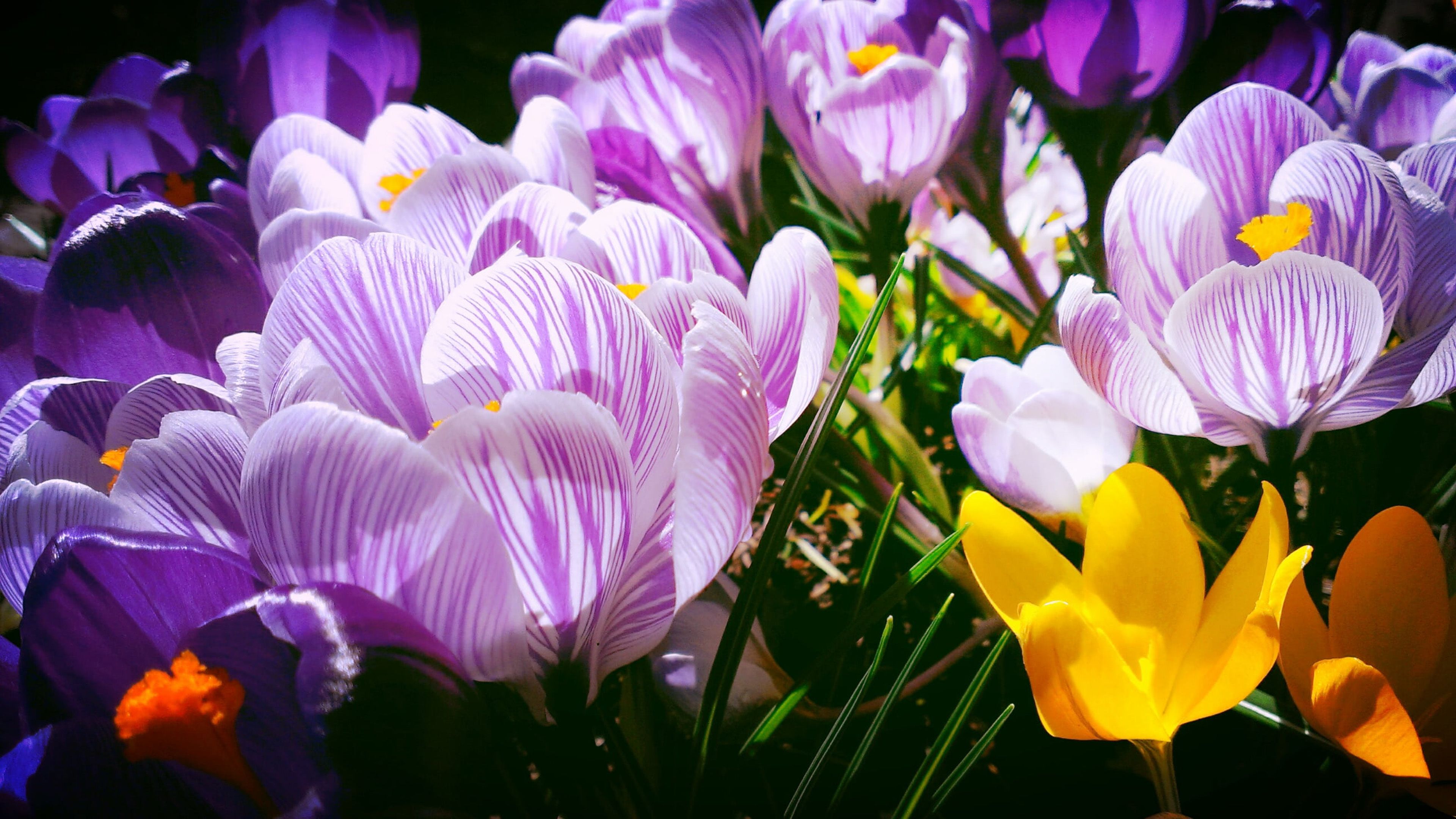 Spring Flowers Laptop Wallpapers - Wallpaper Cave