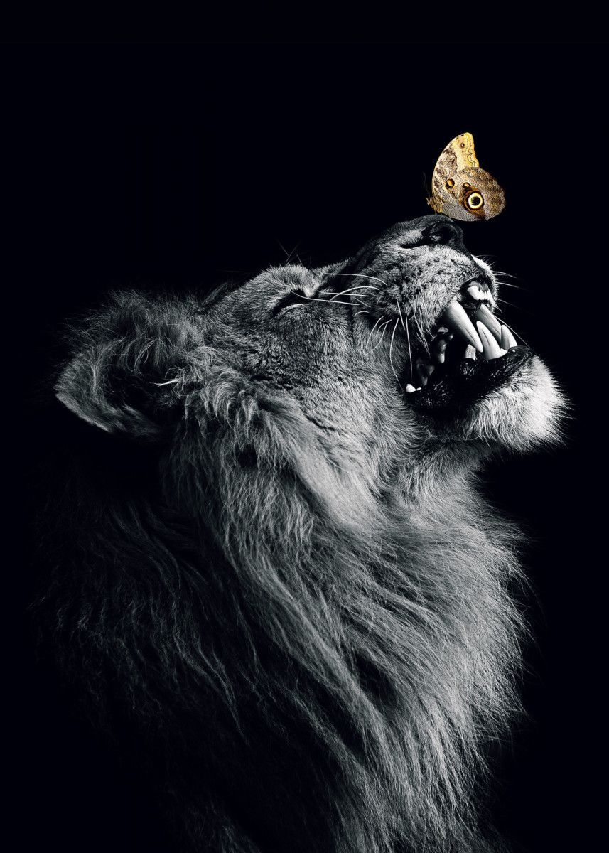 Lion Aesthetic Wallpapers - Wallpaper Cave