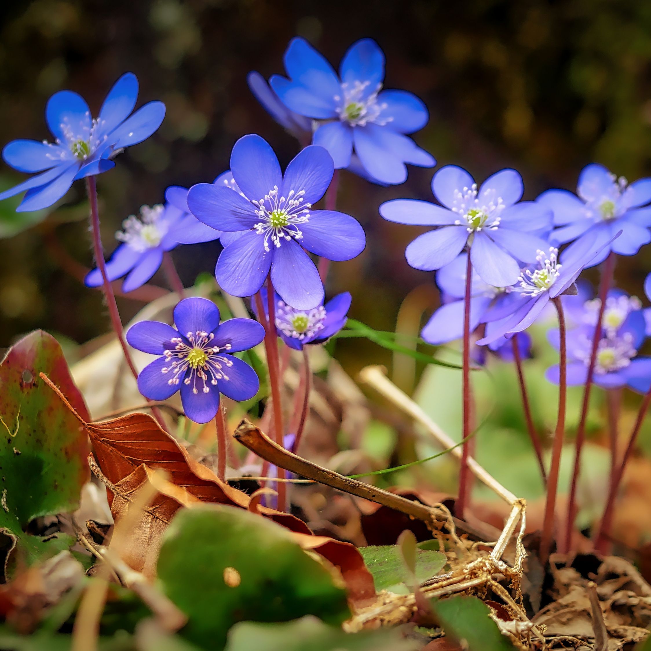 Wild Spring Flowers Wallpapers - Wallpaper Cave