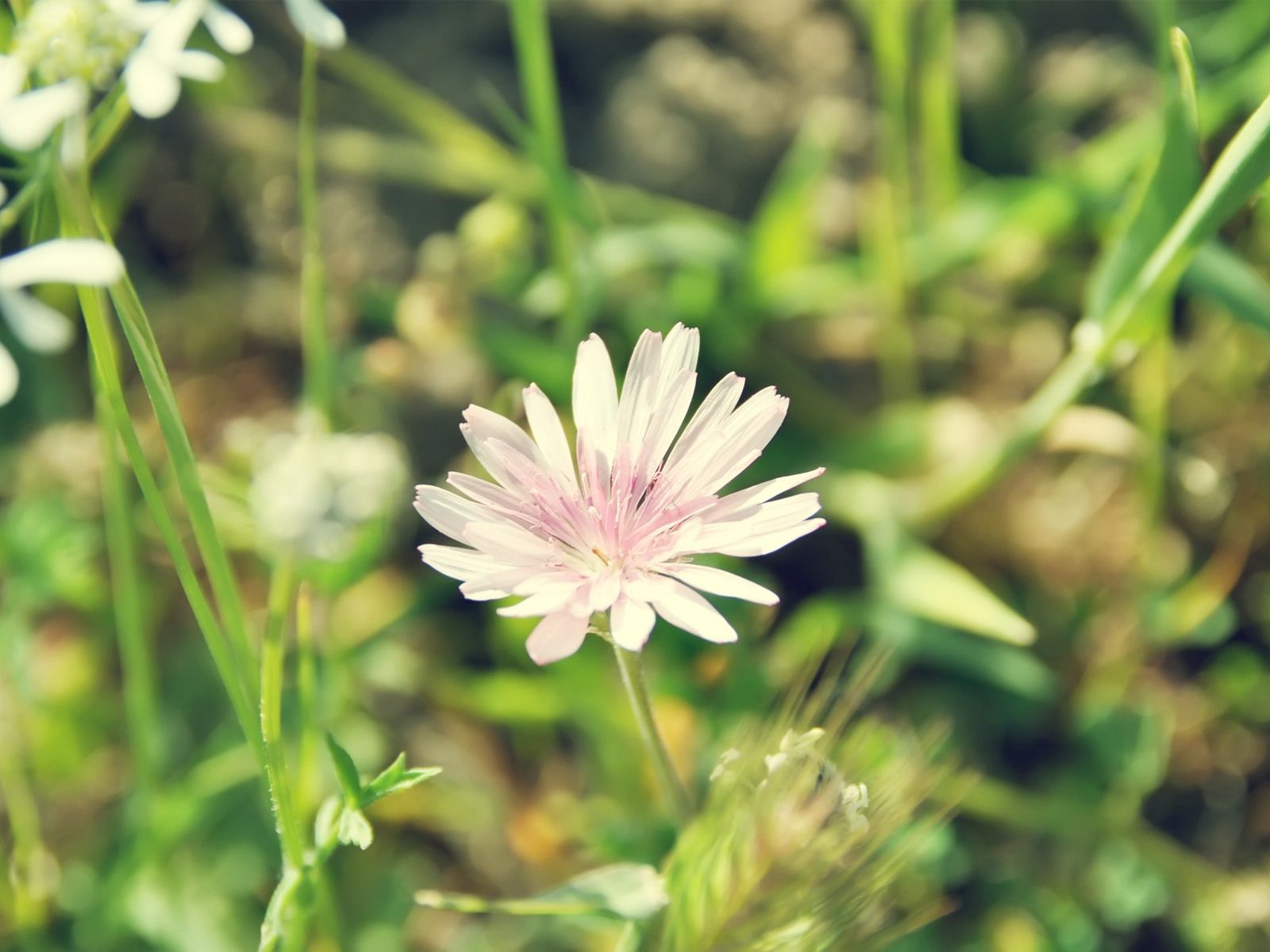 Wild Spring Flowers Wallpapers - Wallpaper Cave
