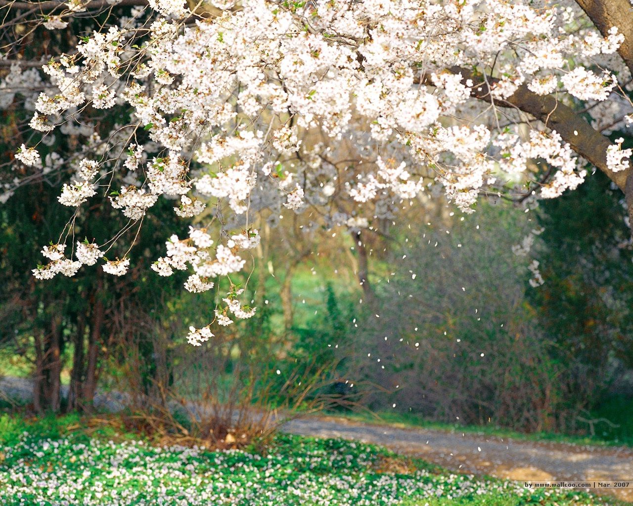 Wild Spring Flowers Wallpapers - Wallpaper Cave