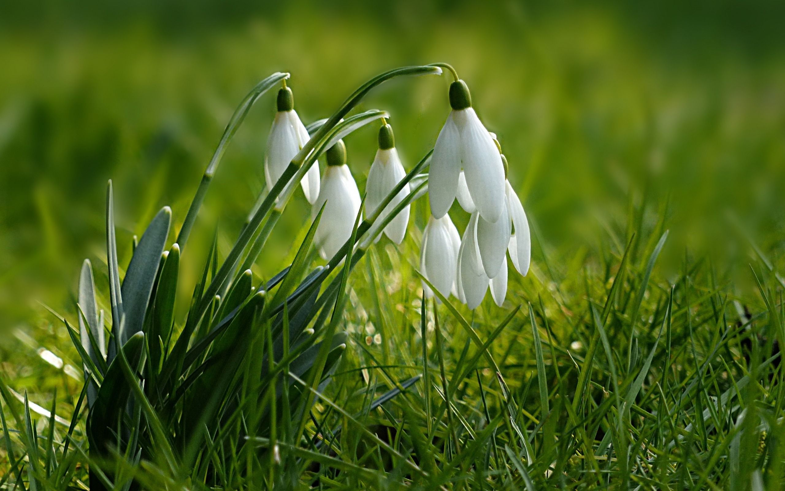 Wild Spring Flowers Wallpapers - Wallpaper Cave