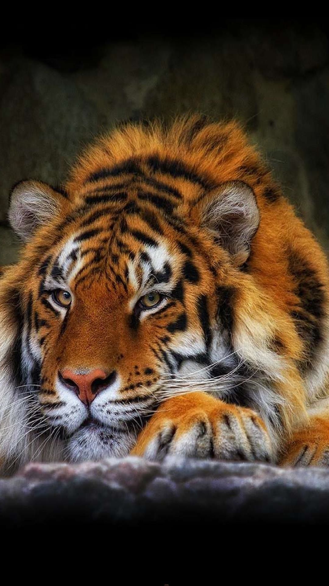 Smartphone Wild Animals Wallpapers - Wallpaper Cave