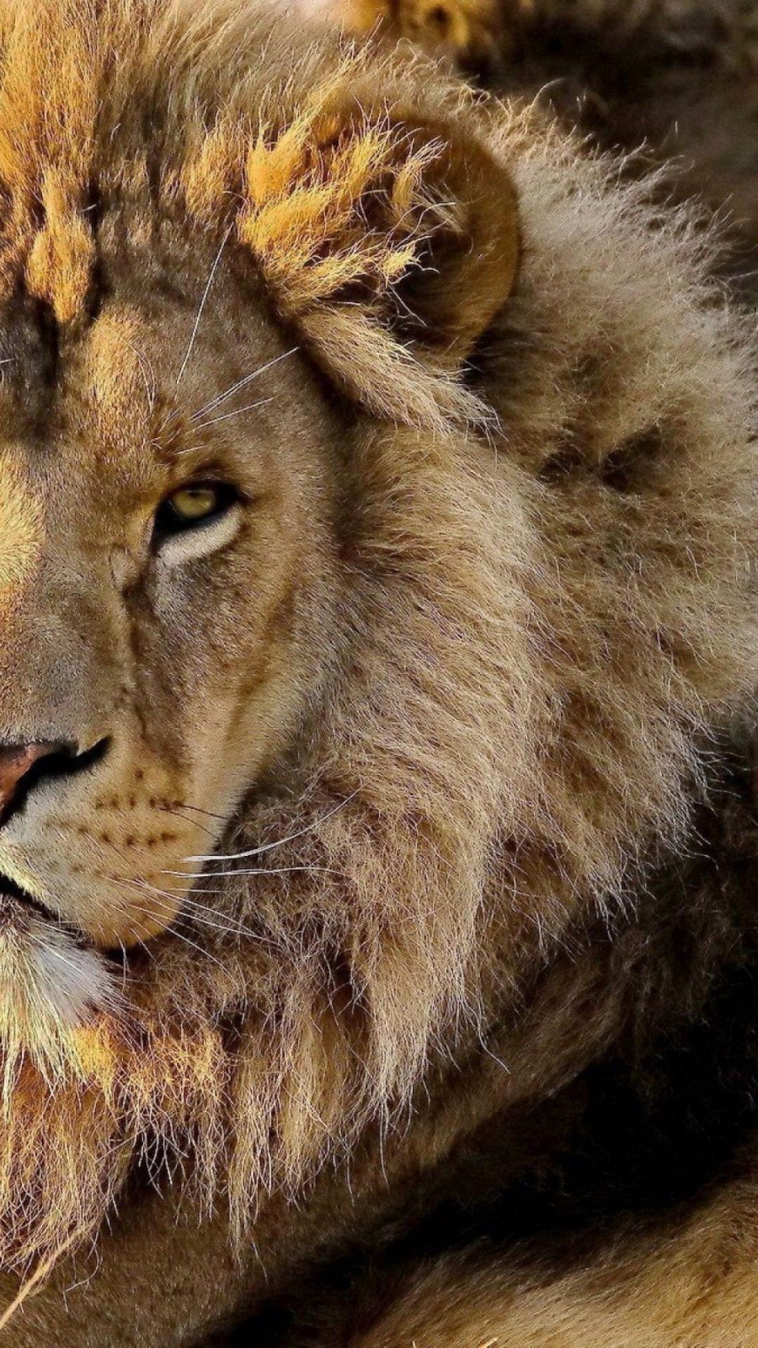 Smartphone Wild Animals Wallpapers - Wallpaper Cave