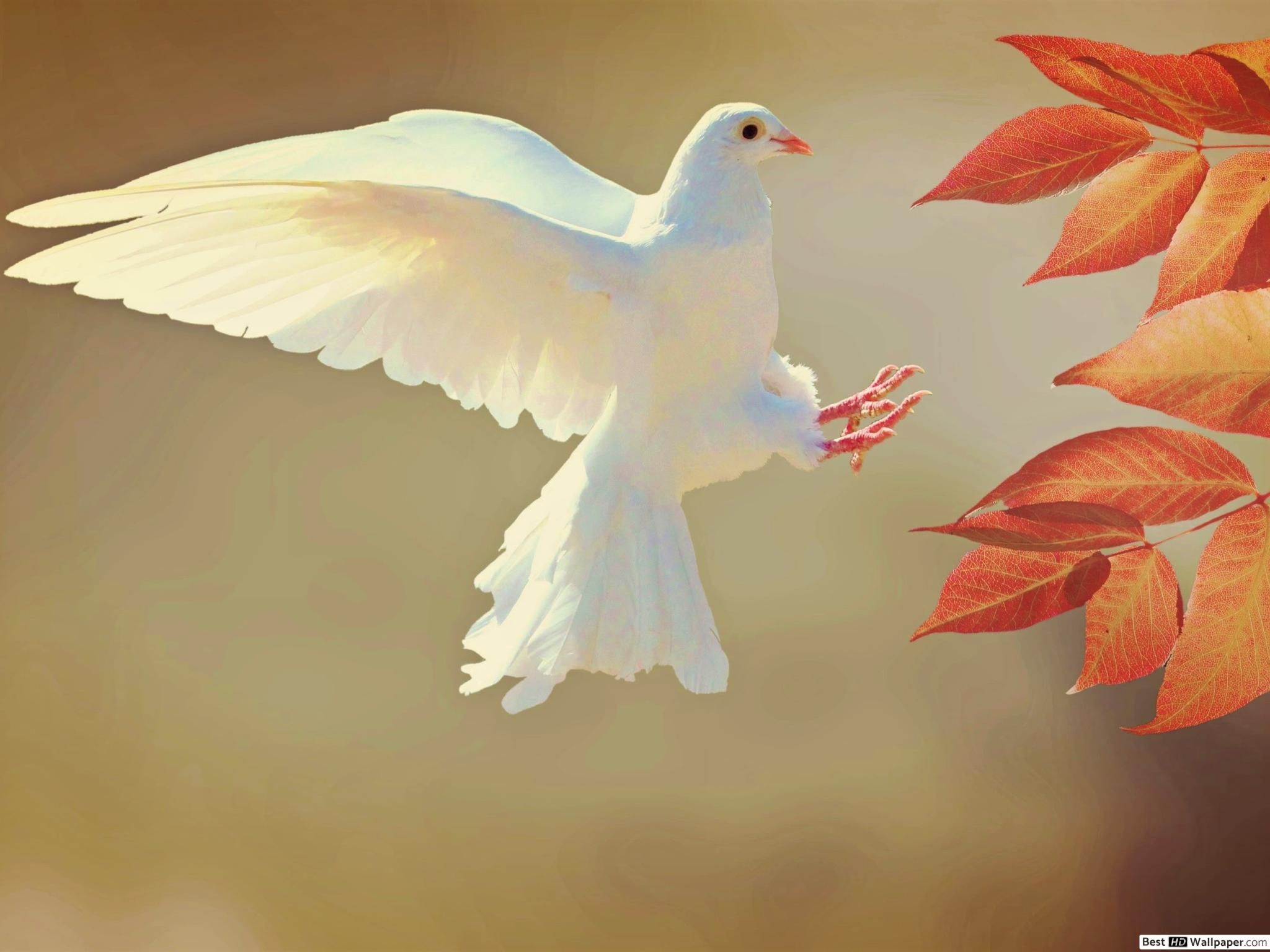 Easter Dove Wallpapers - Wallpaper Cave