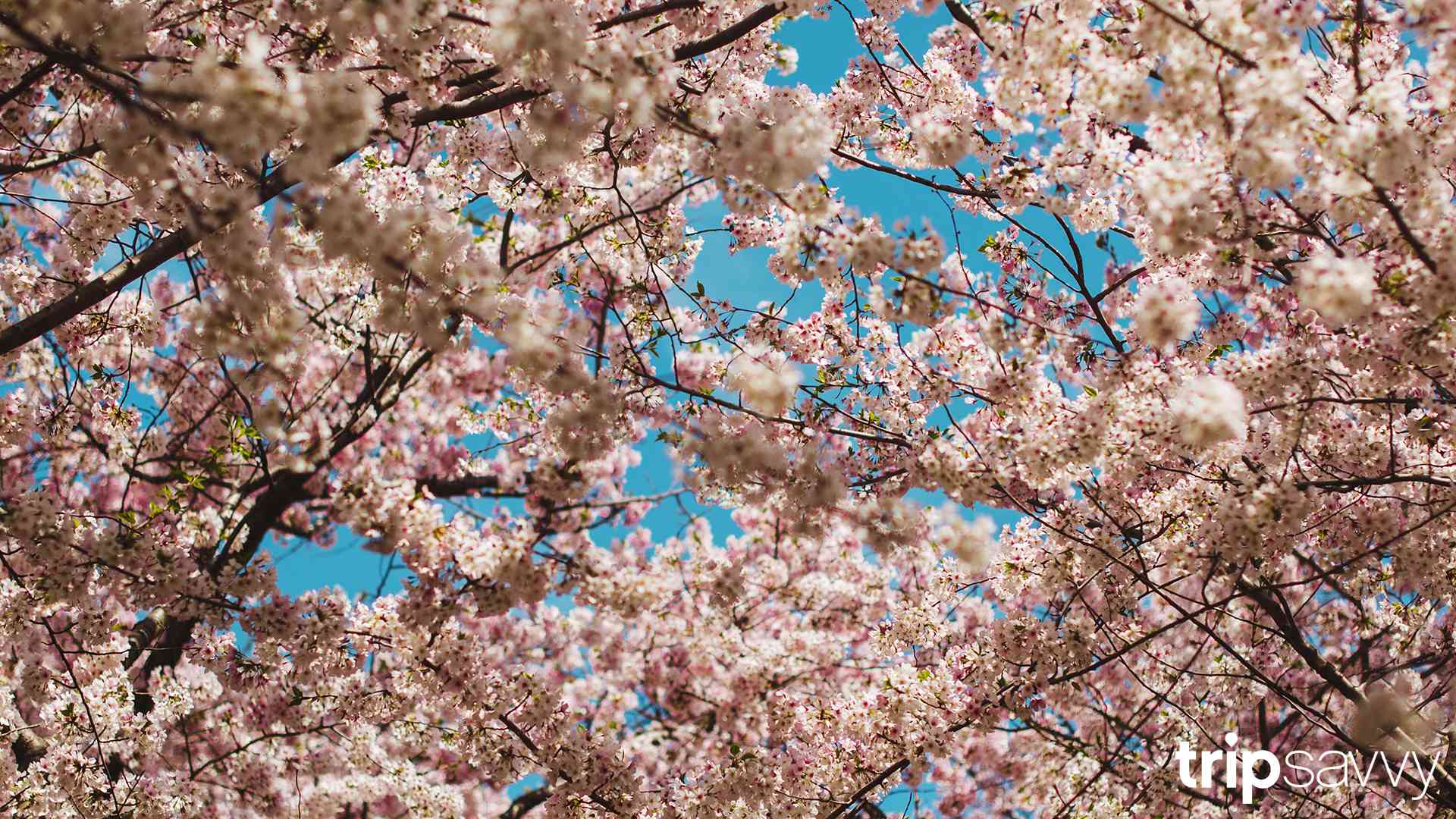 Spring Calming Wallpapers - Wallpaper Cave