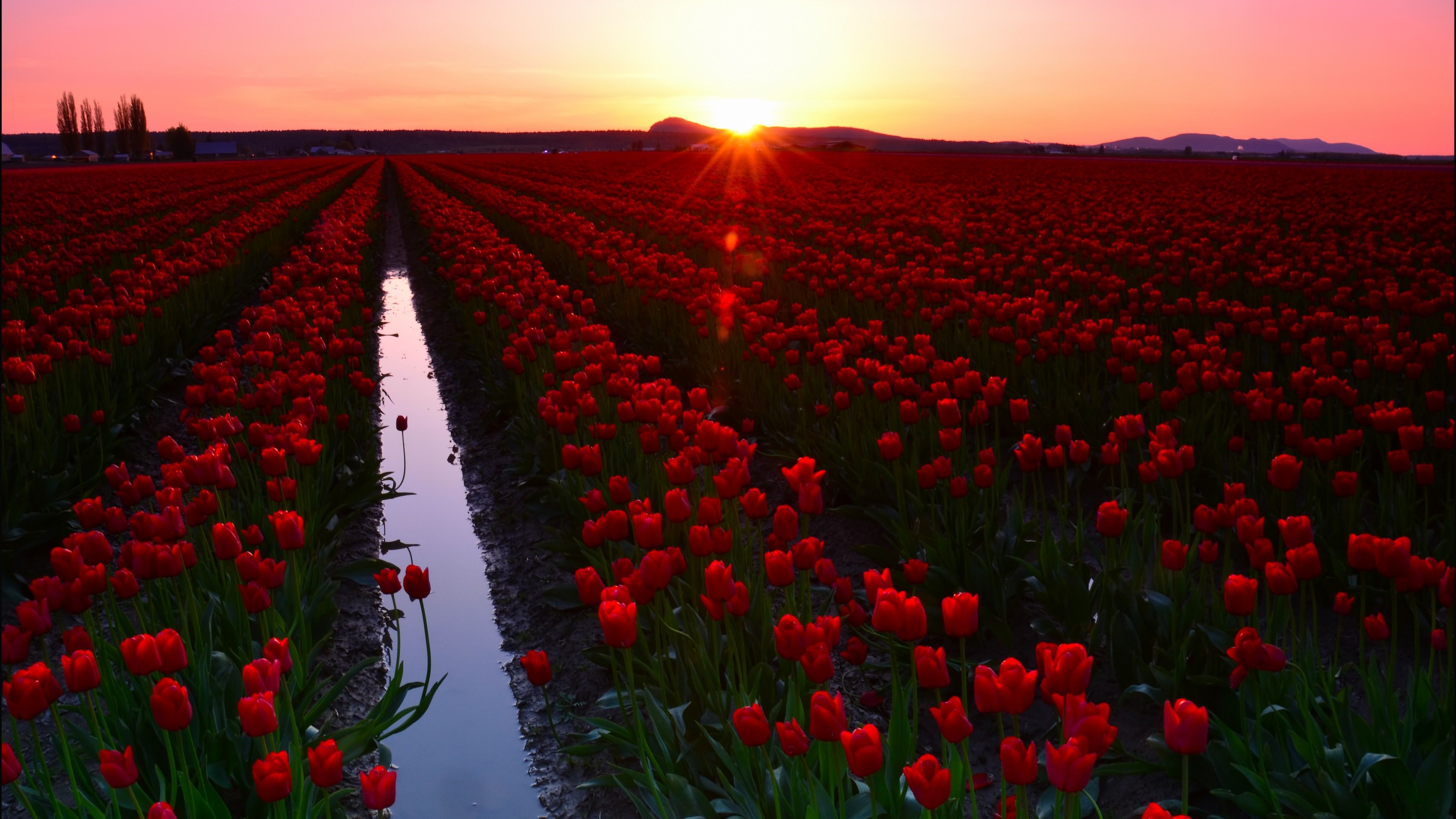 Tulips 4k Wallpapers - Wallpaper Cave