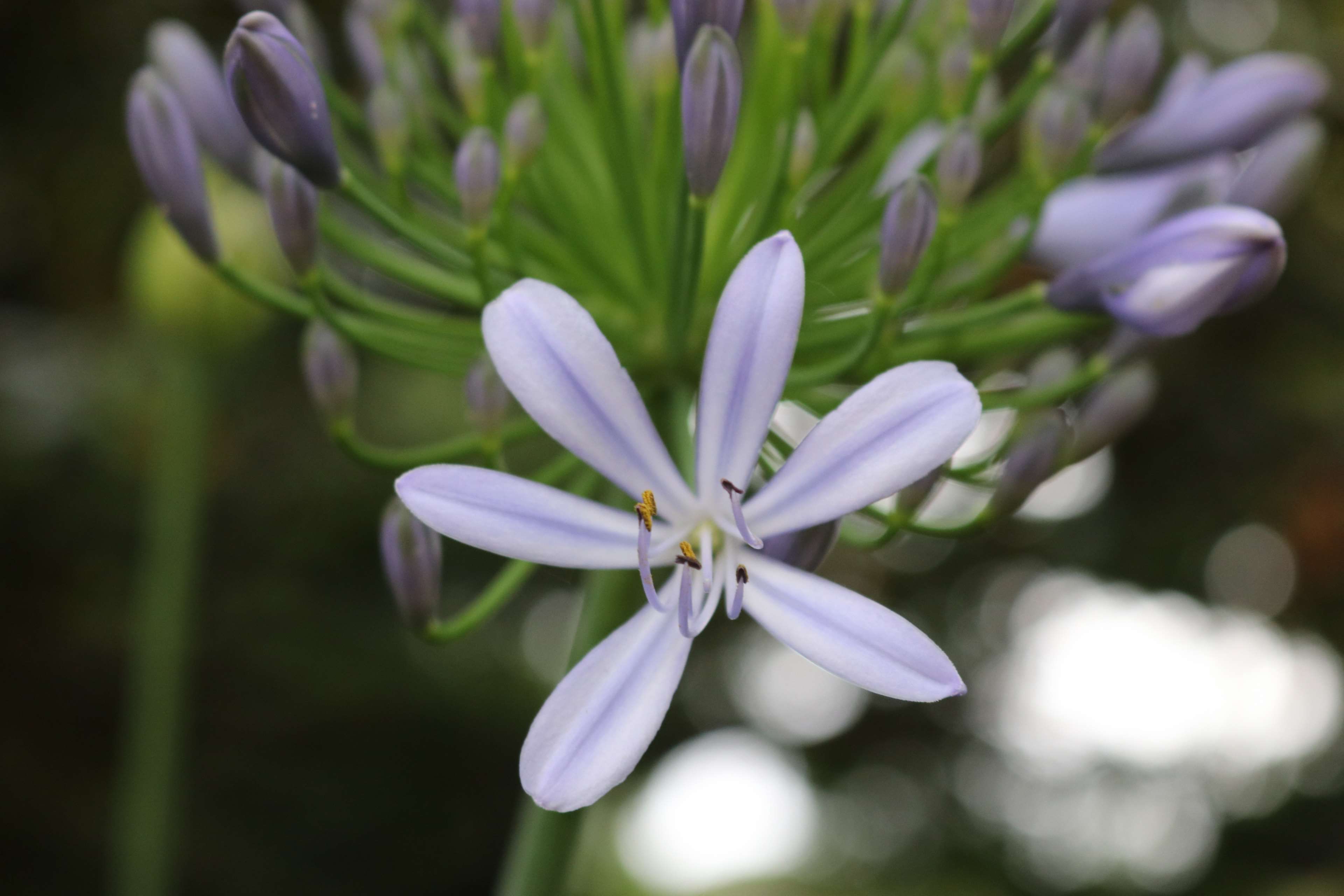 Spring Light Purple 4k Wallpapers - Wallpaper Cave