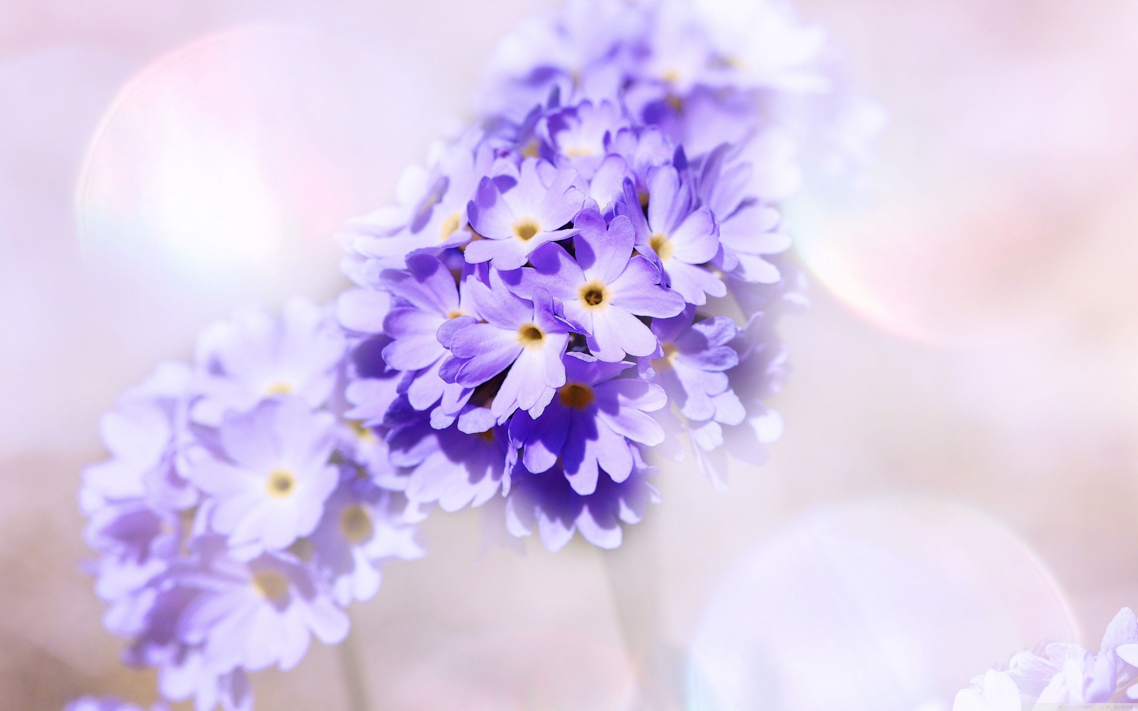 Spring Light Purple 4k Wallpapers - Wallpaper Cave