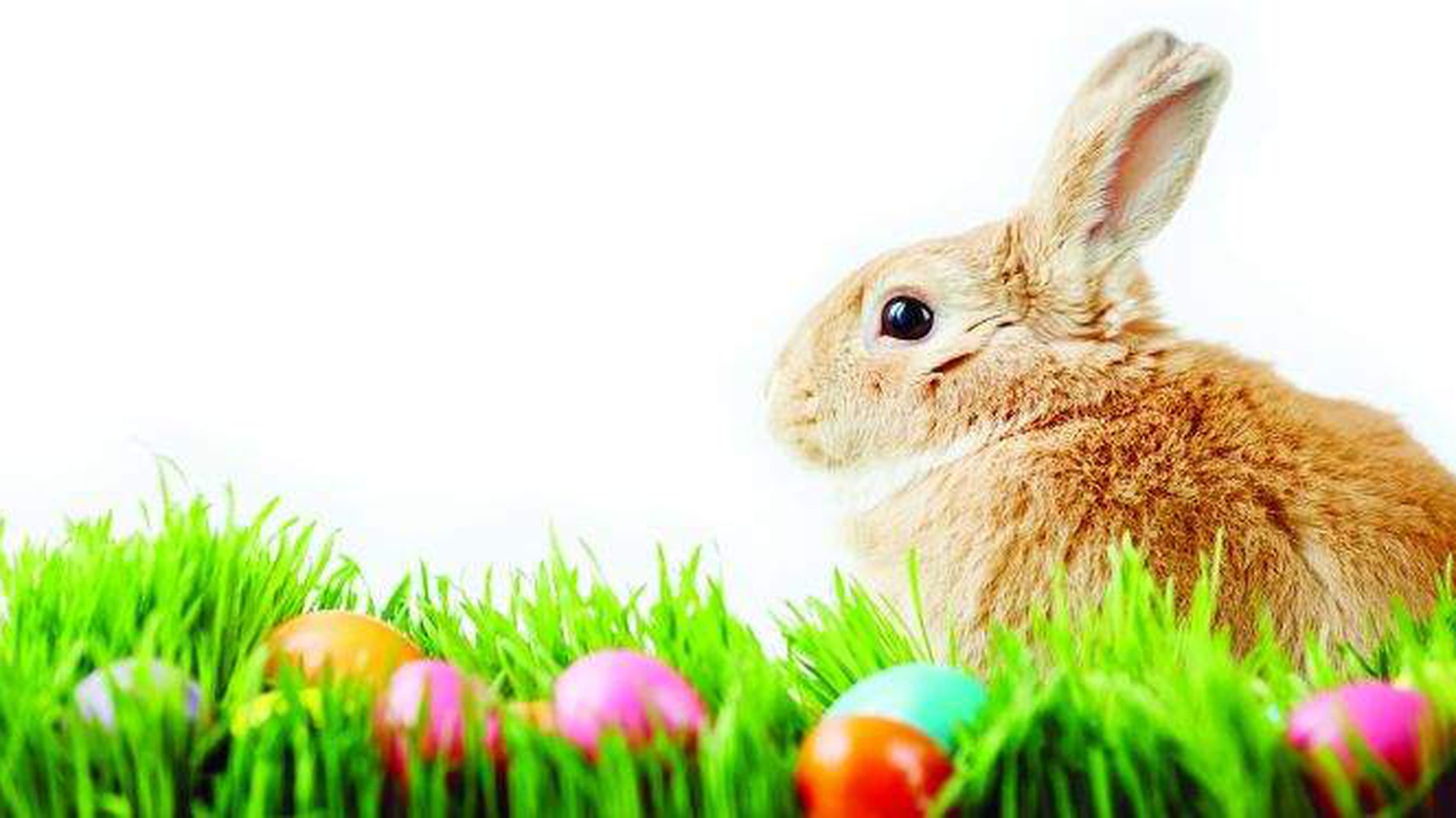 Easter Golden Bunny Wallpapers - Wallpaper Cave