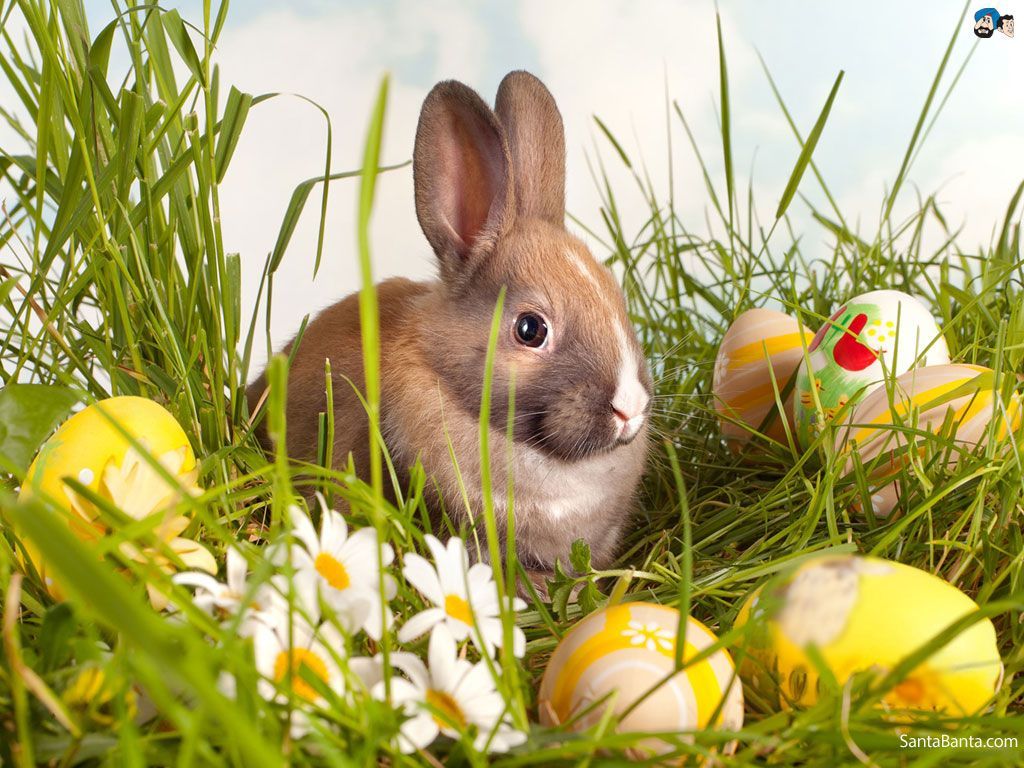 Easter Golden Bunny Wallpapers - Wallpaper Cave