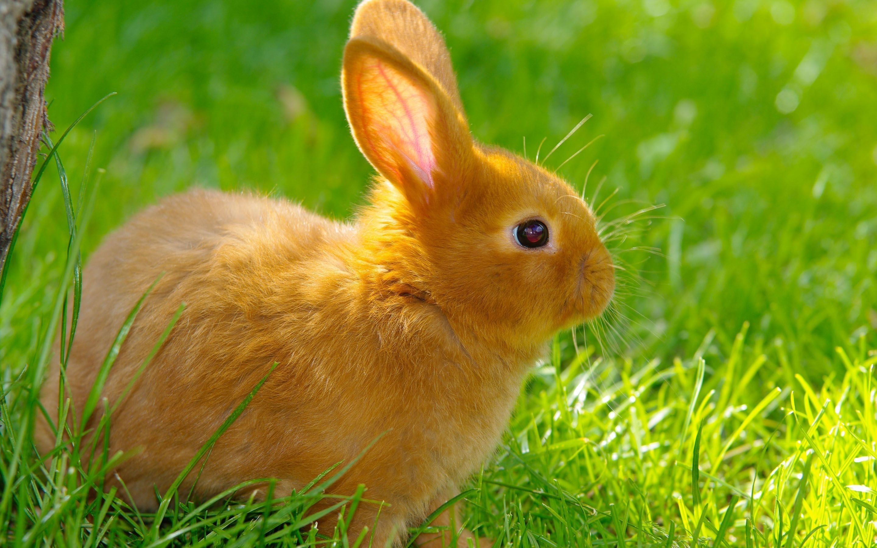 Easter Golden Bunny Wallpapers - Wallpaper Cave