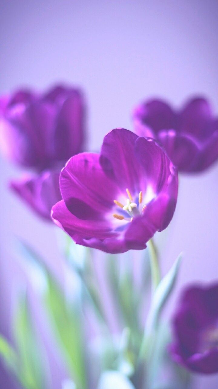 Spring Light Purple Wallpapers - Wallpaper Cave