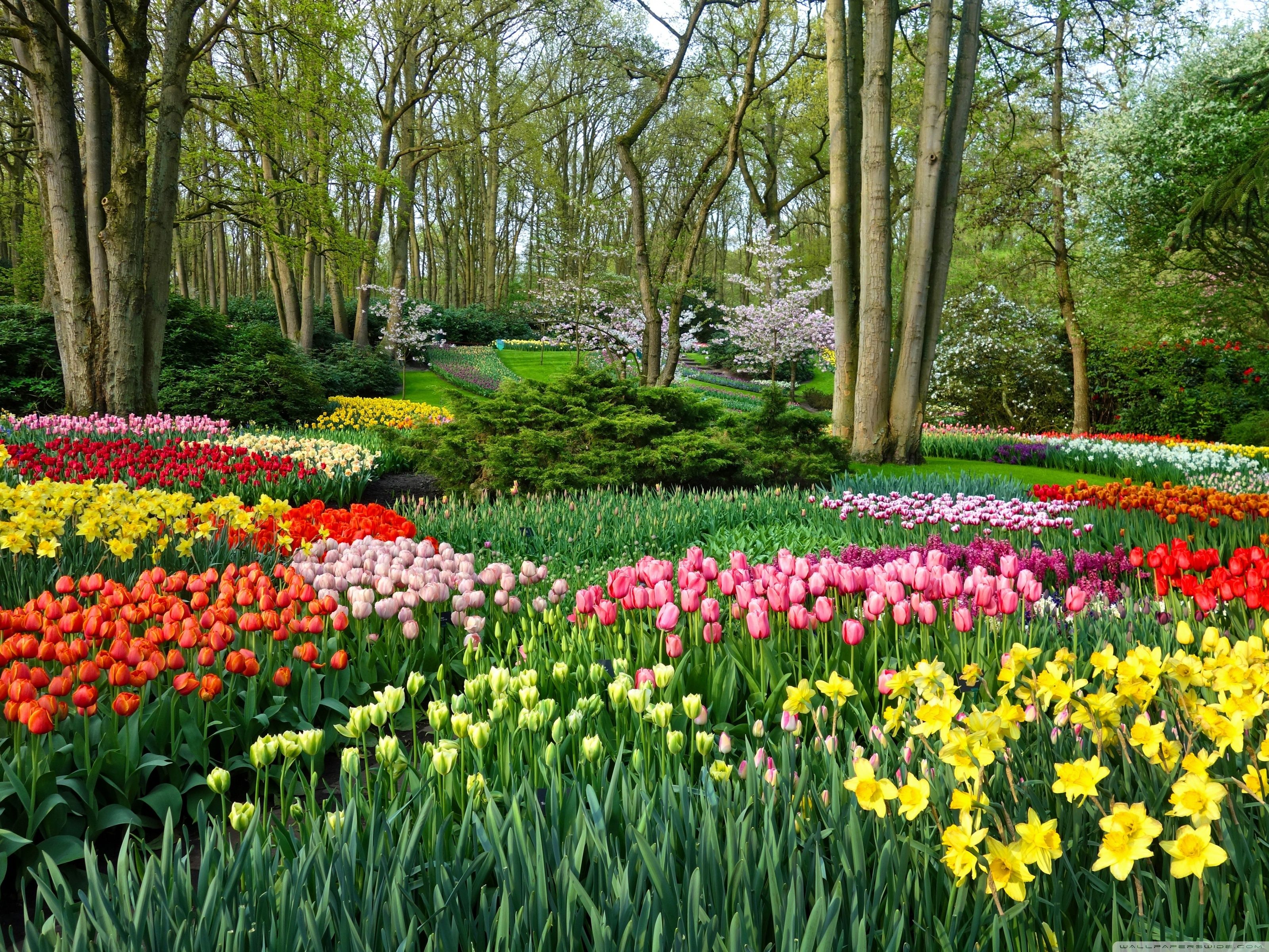 Spring Belgium Wallpapers - Wallpaper Cave