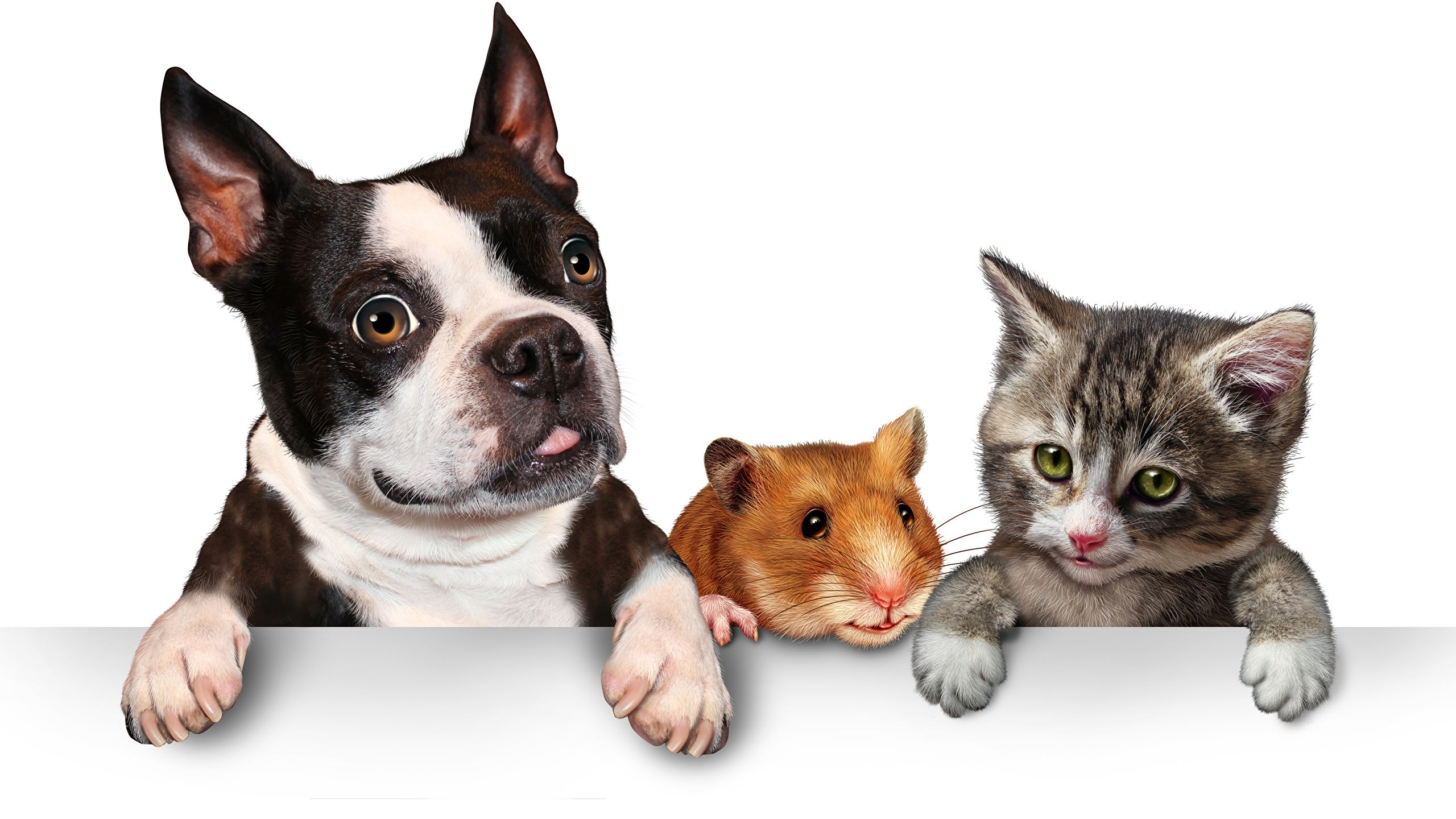 Guinea Pig And Cat Wallpapers - Wallpaper Cave
