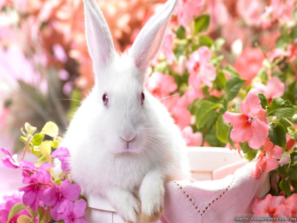 Beautiful Easter Wallpapers - Wallpaper Cave