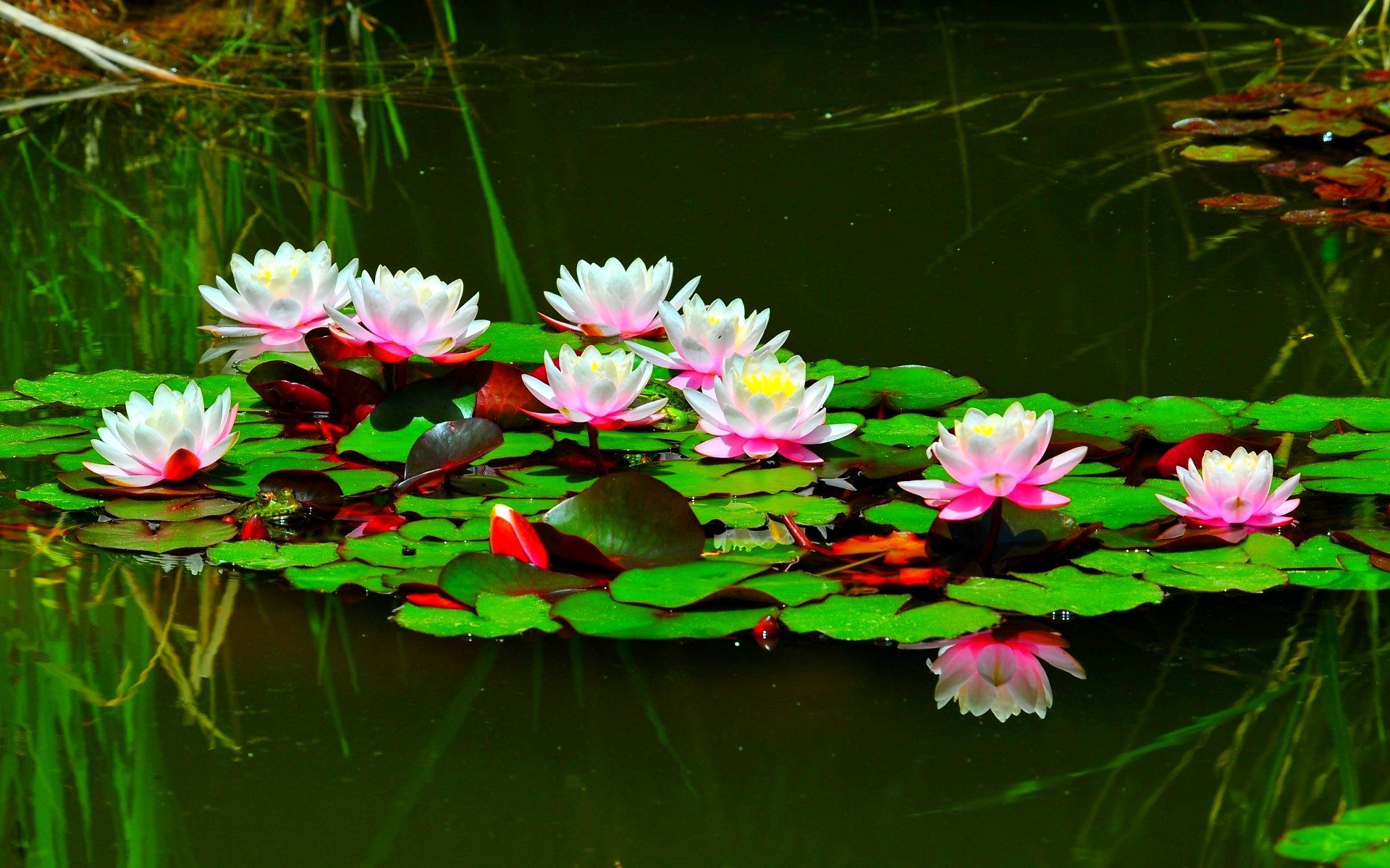 Lotus Garden Wallpapers - Wallpaper Cave