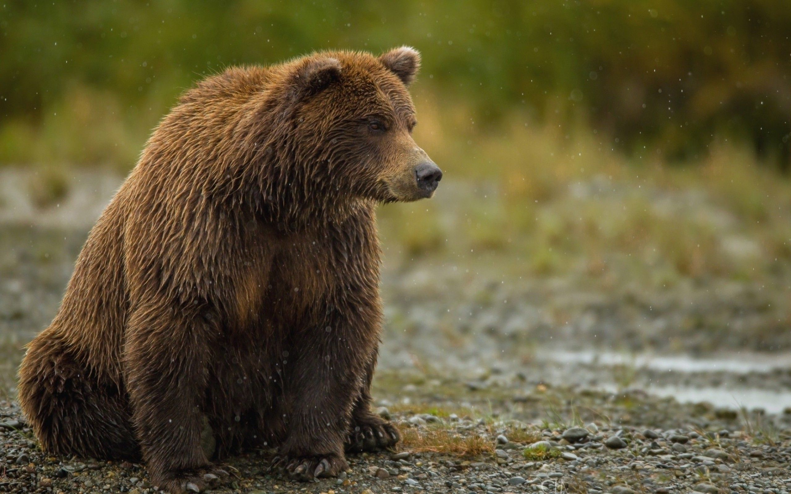 Big Bear Wallpapers - Wallpaper Cave