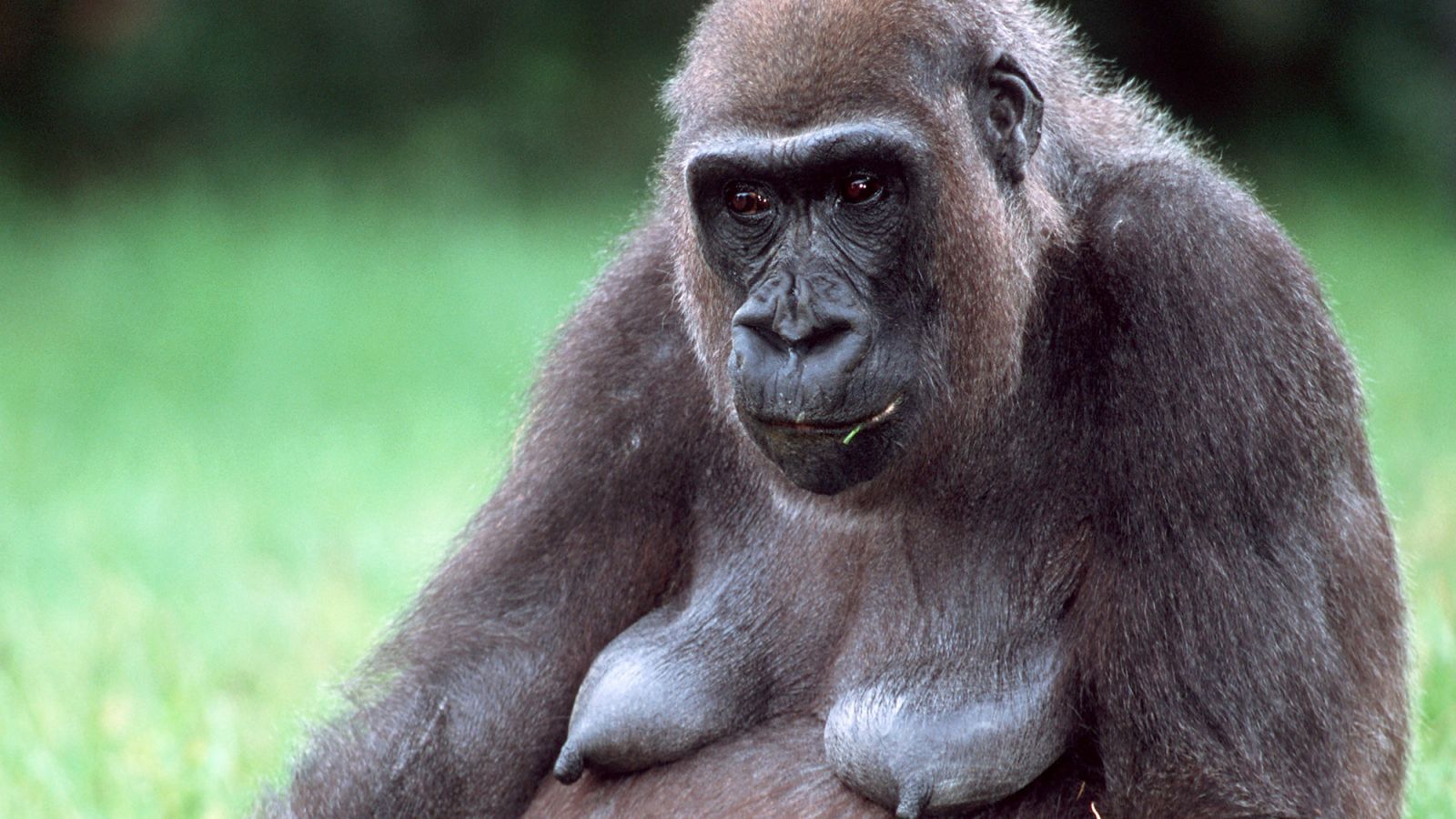 Ugly Monkey Wallpapers Wallpaper Cave Ugly Monkey Wallpapers Wallpaper Cave