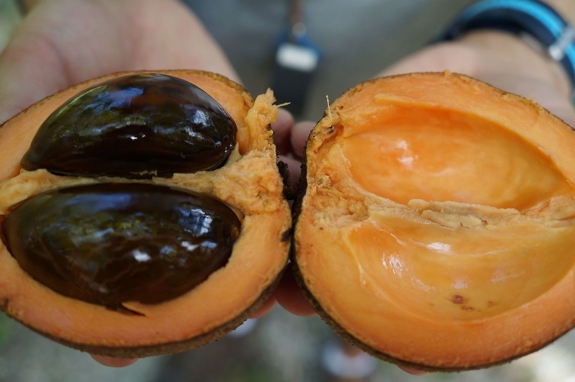 Pouteria Sapota Wallpapers - Wallpaper Cave