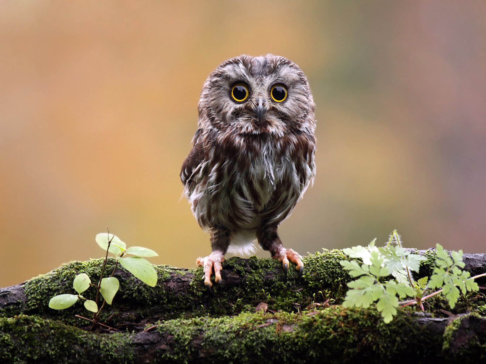 Spring Owl Wallpapers - Wallpaper Cave